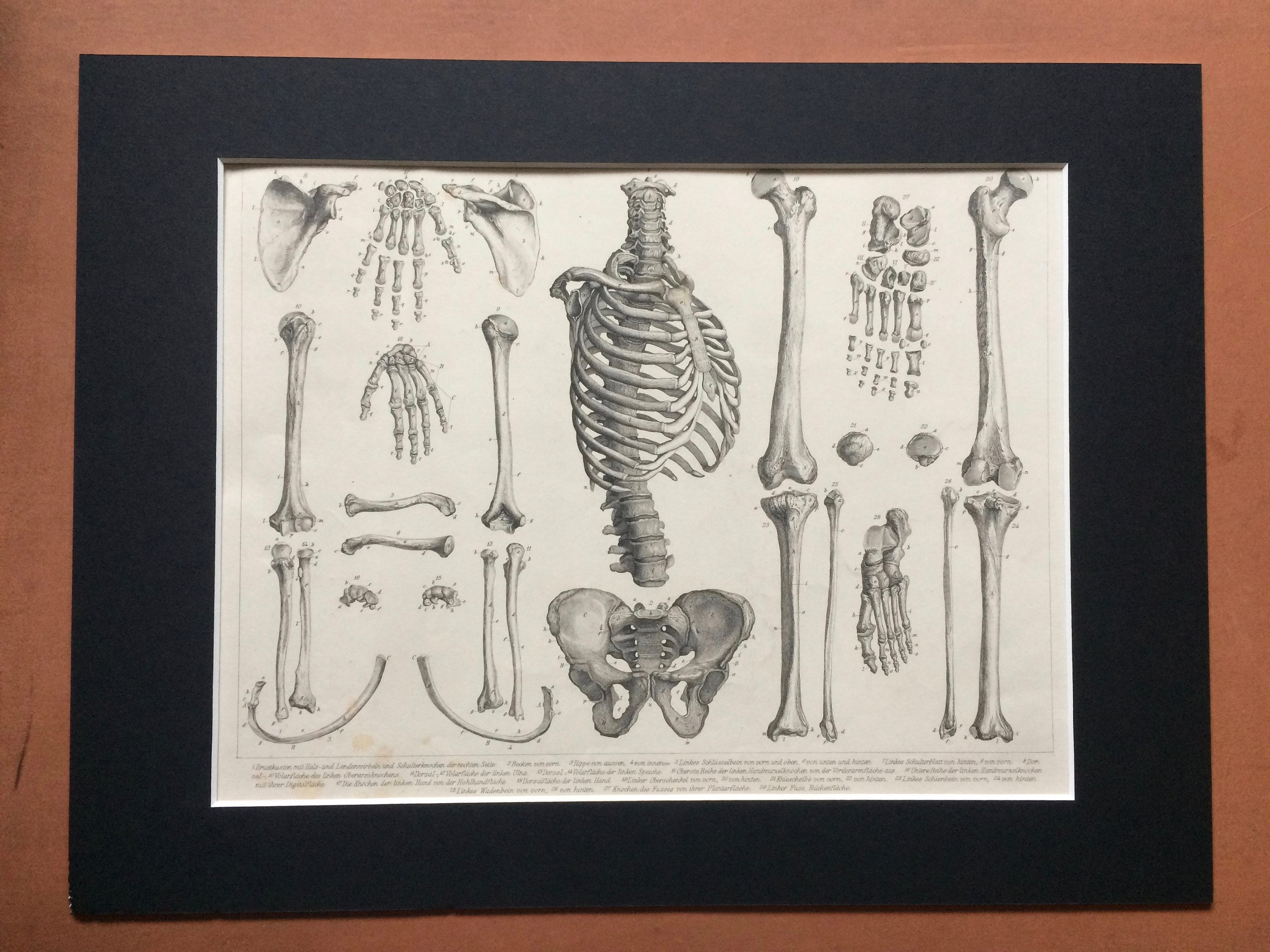 1869 Skeleton Large Original Antique Engraved Illustration - Anatomical ...