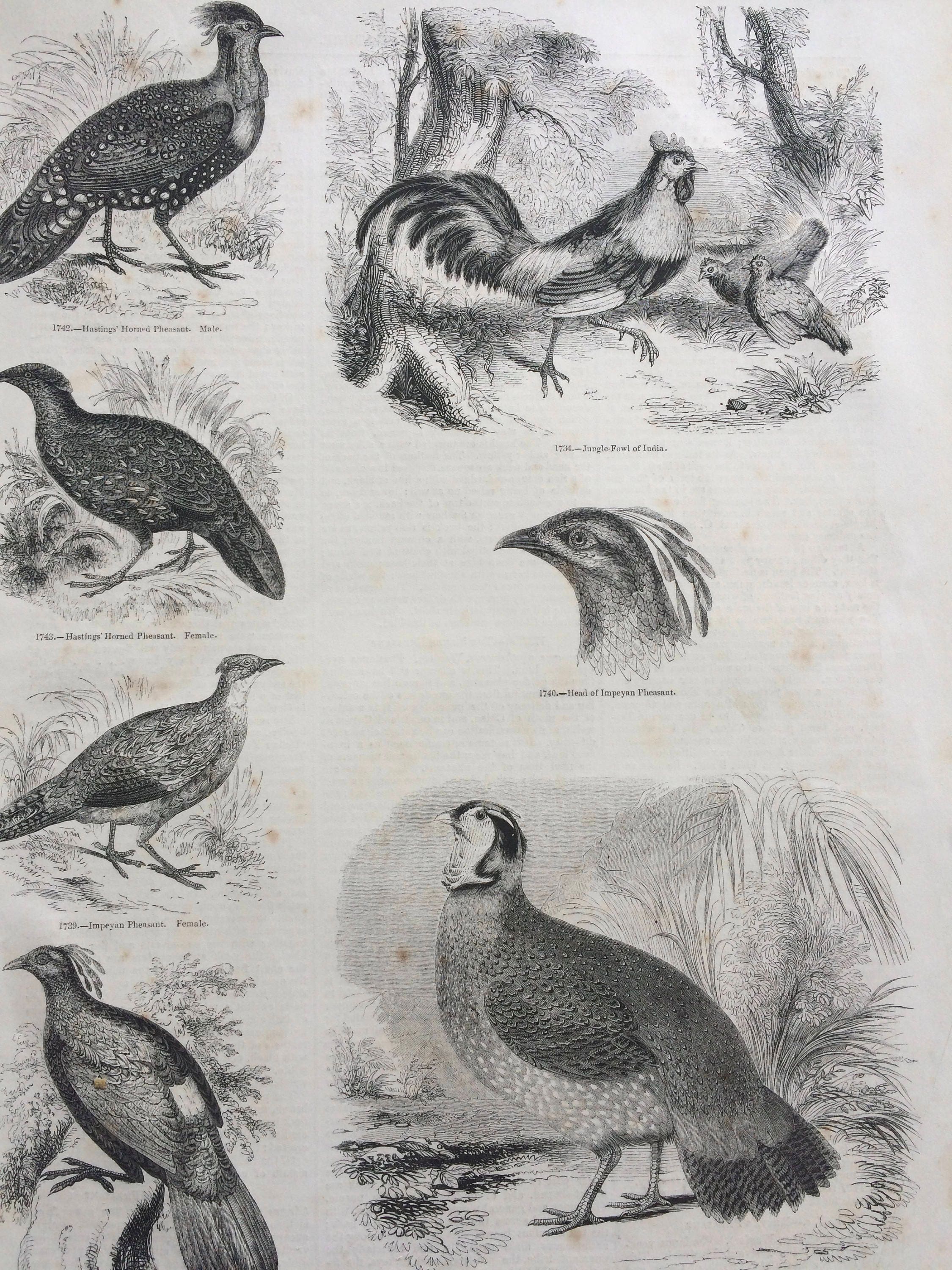 Impeyan Pheasant Female