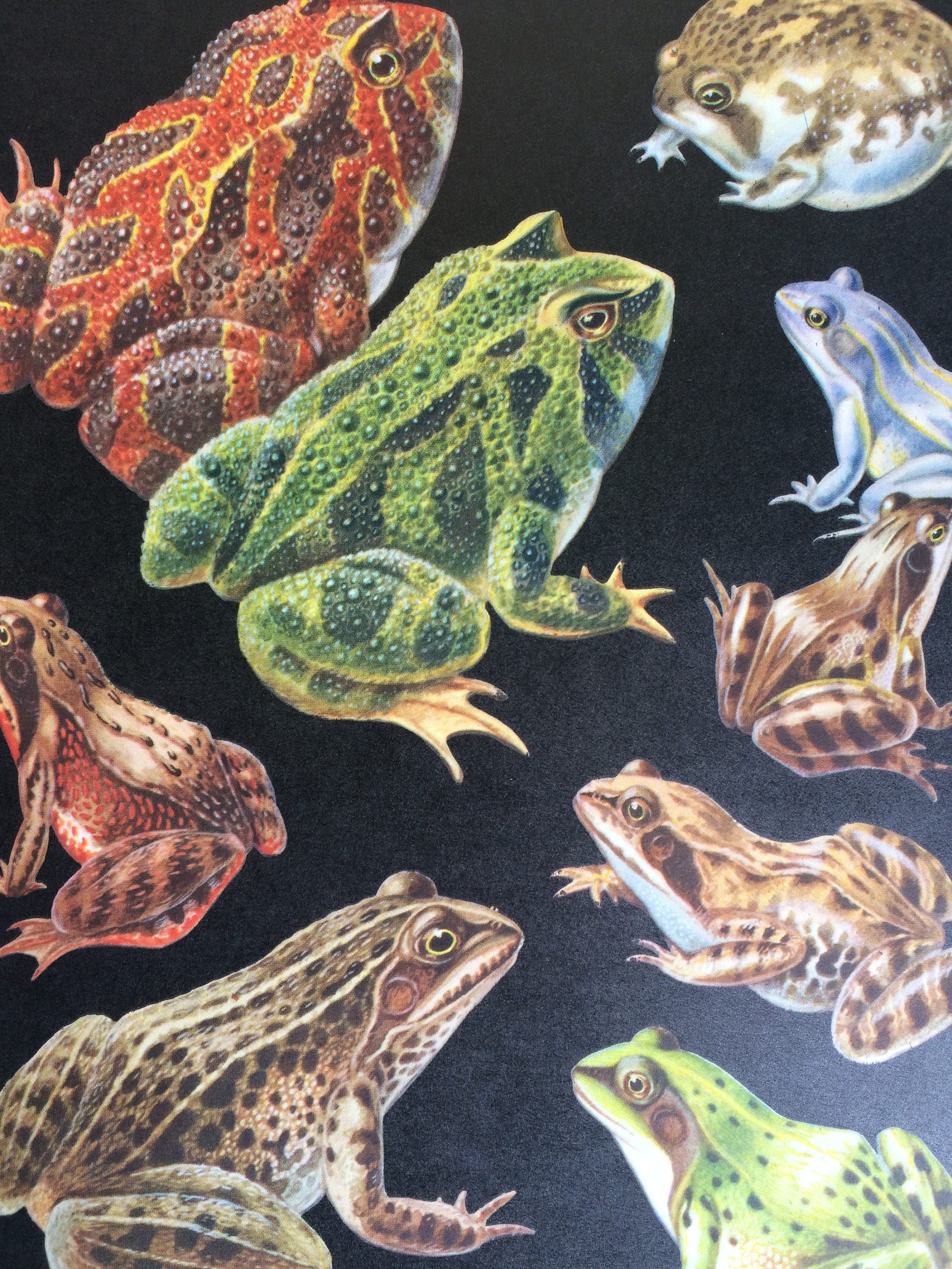 1968 Colourful Vintage Frog & Toad Print - Amphibian - Available Framed ...
