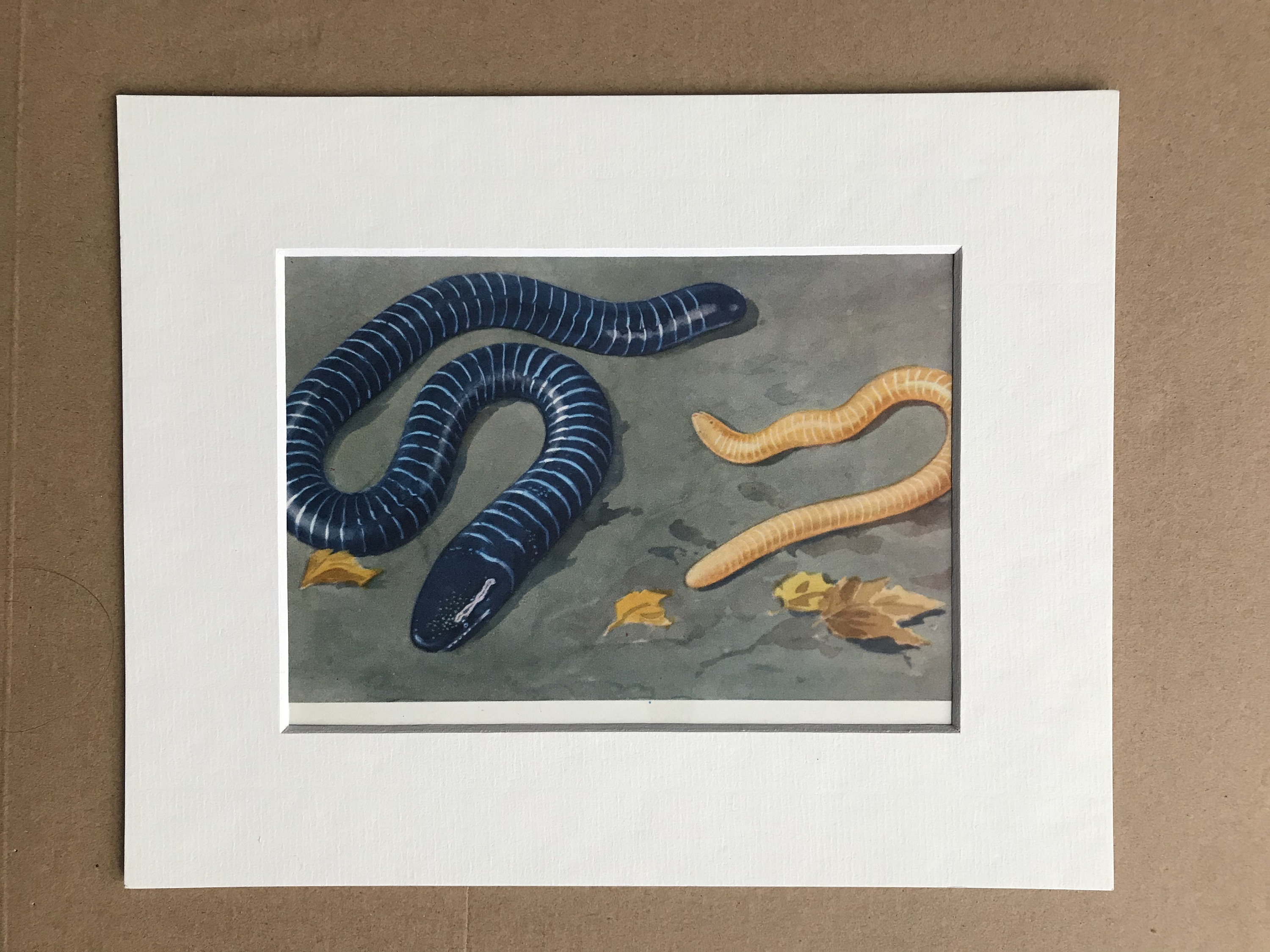 1968 Ringed Caecilian Original Vintage Print - Mounted and Matted ...