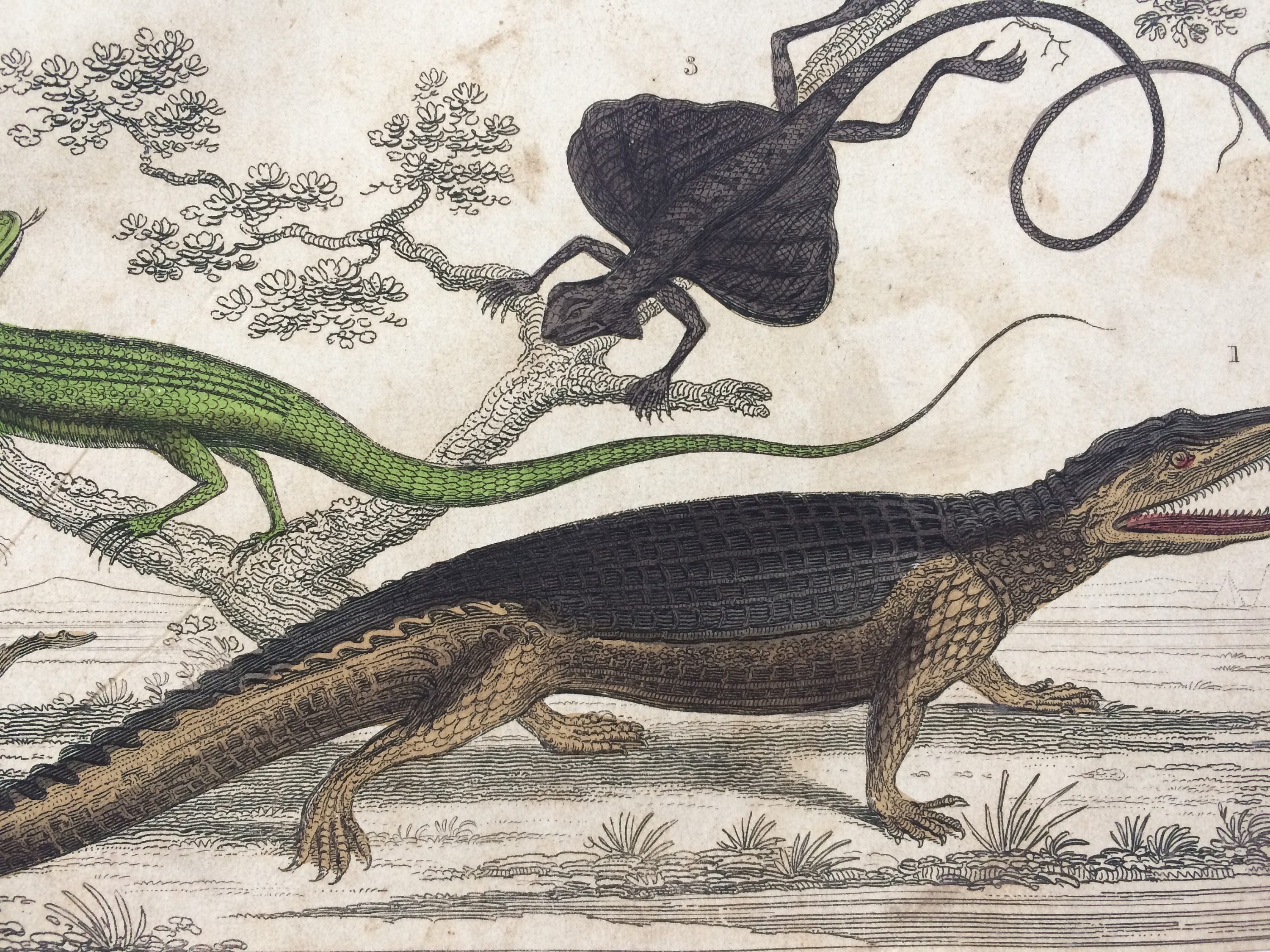 1840 Crocodile, Green Lizard and Flying Lizard Original Antique Hand ...