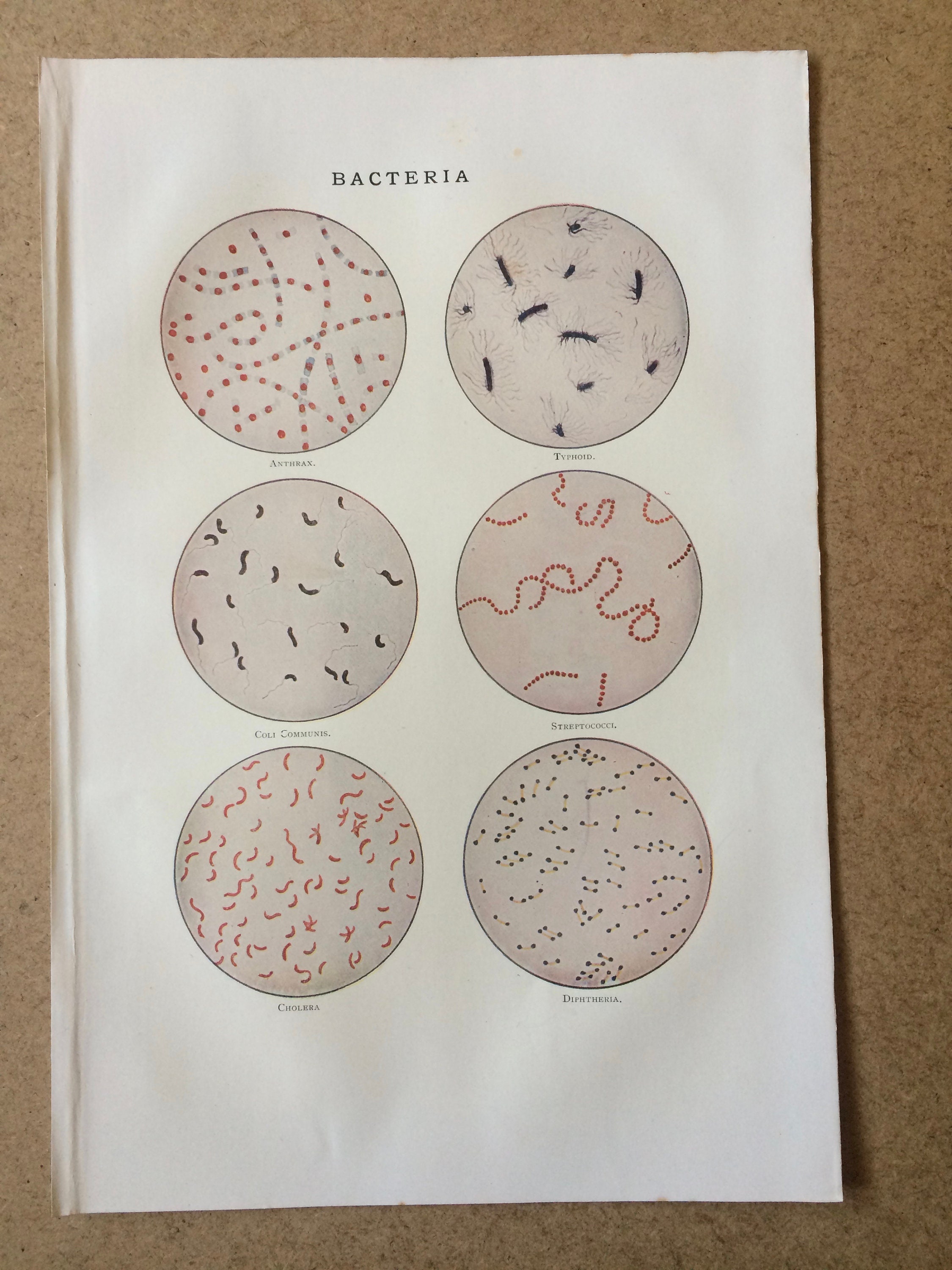 1904 Original Antique Lithograph - Bacteria - Biology - Science ...