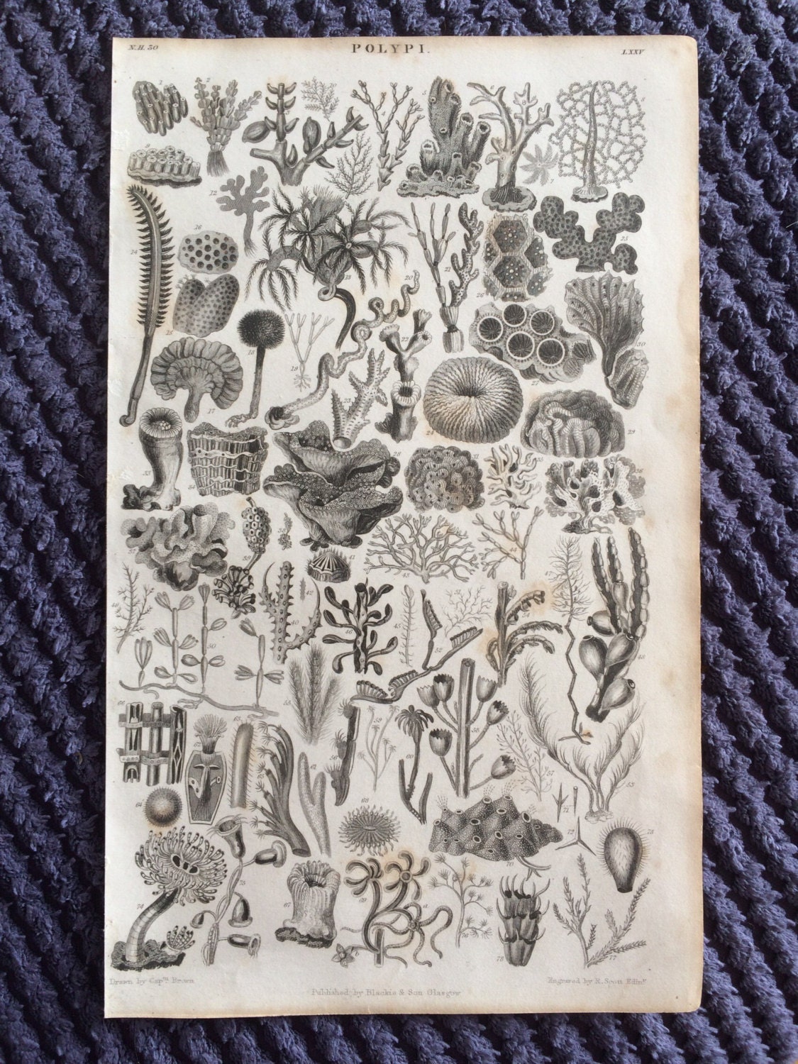 1852 Original Antique Polypi Engraving - Seaweed - Coral - Botanical ...