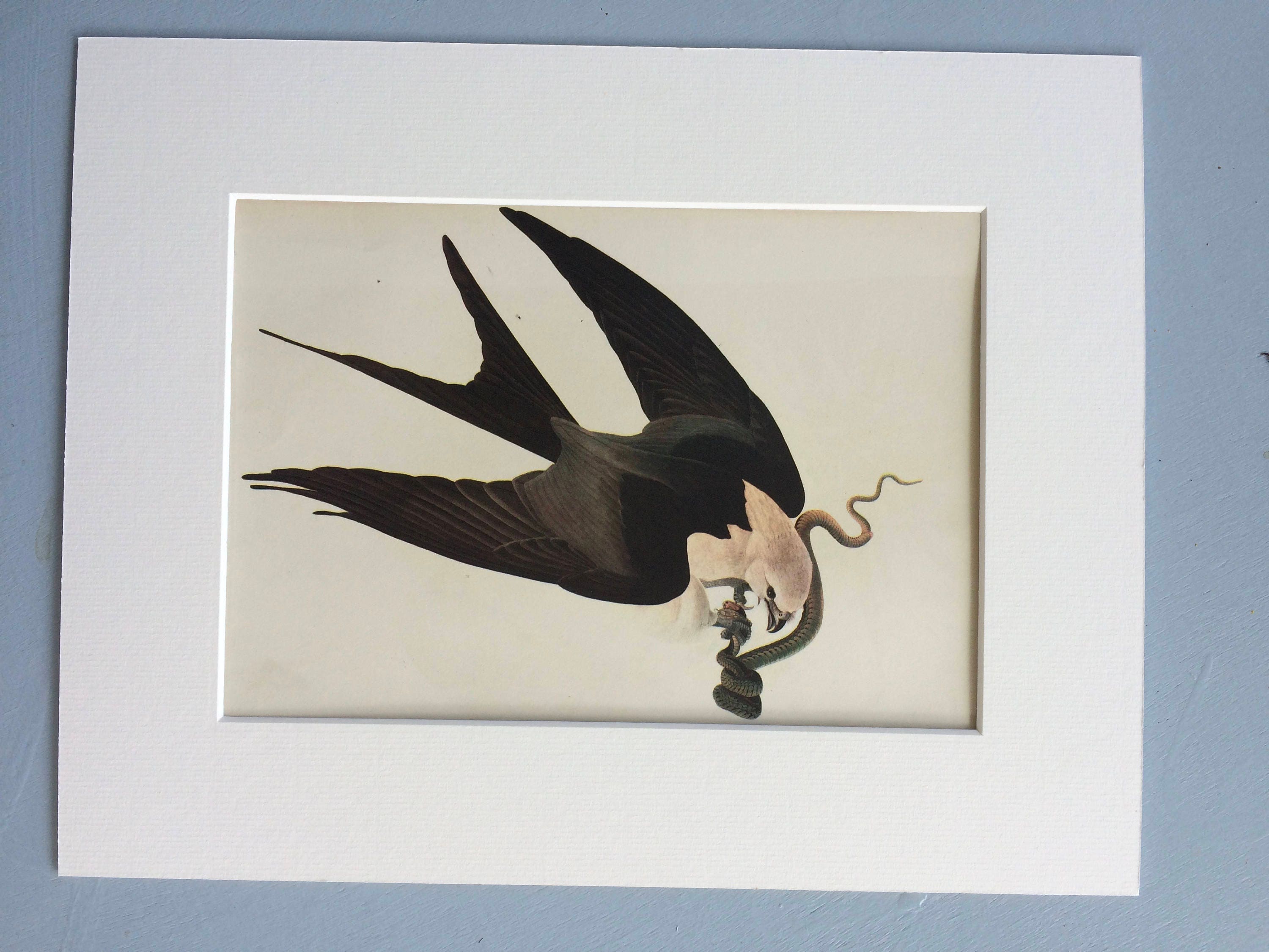 1937 Swallow-Tailed Kite Original Vintage Audubon Print, Matted and ...