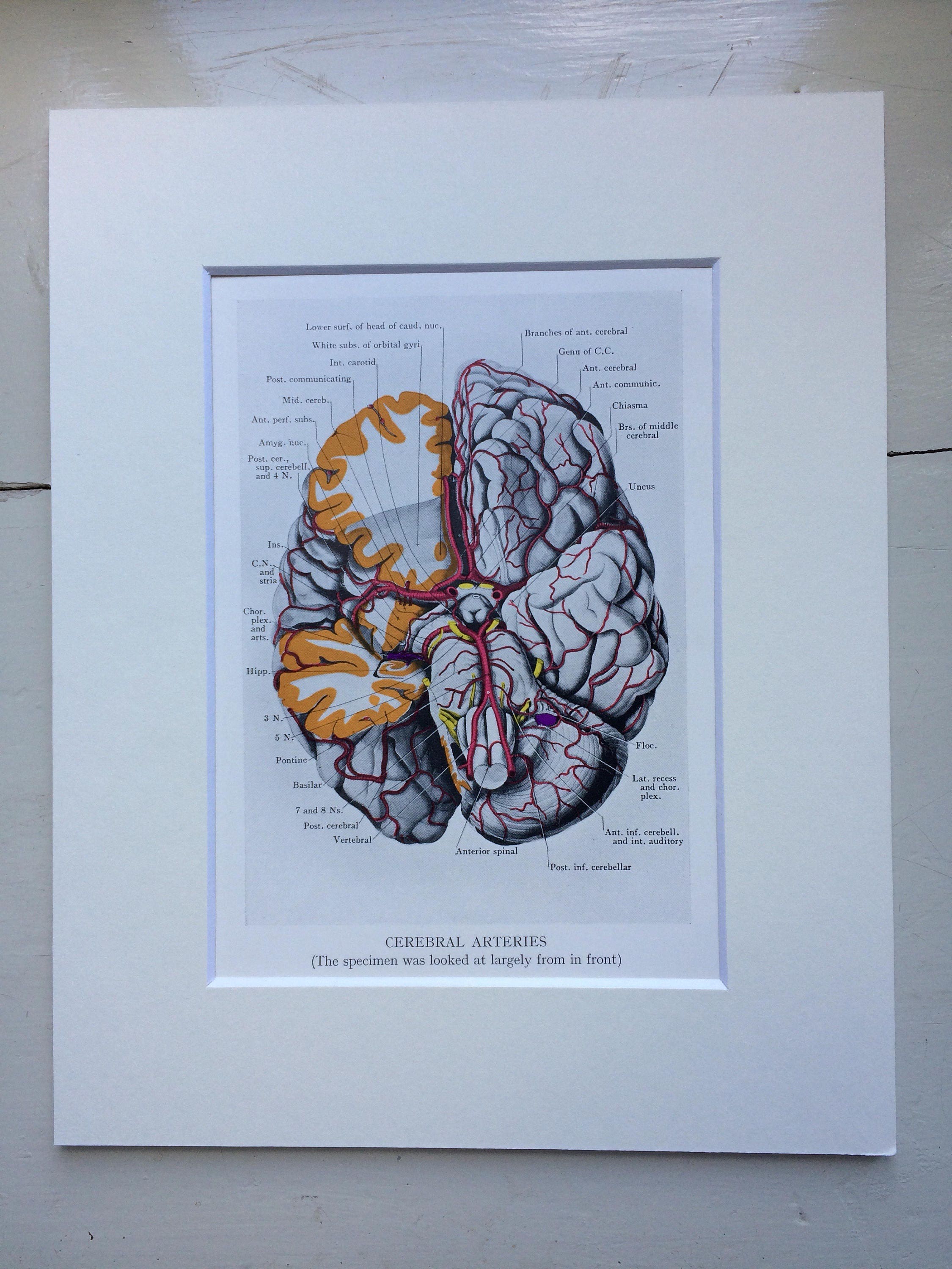 1947 Original Vintage Anatomical Print - Matted and Ready to Frame - 8 ...