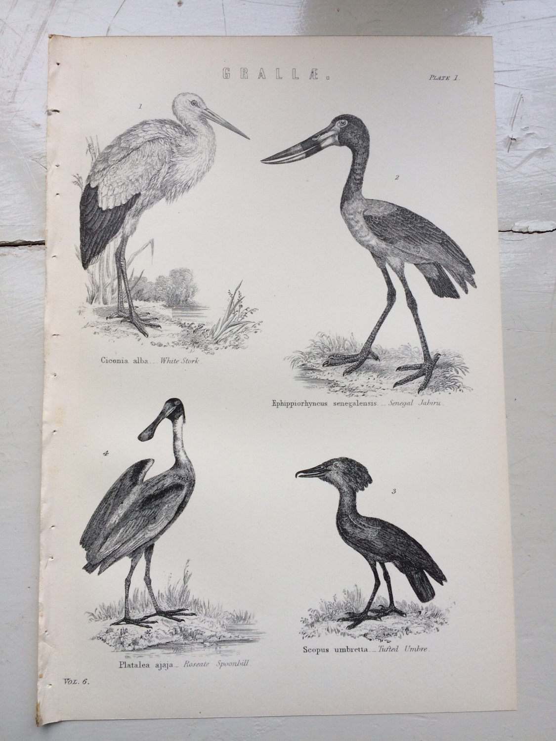 1891 Grallae Original Antique Steel Engraving - Encyclopaedia ...