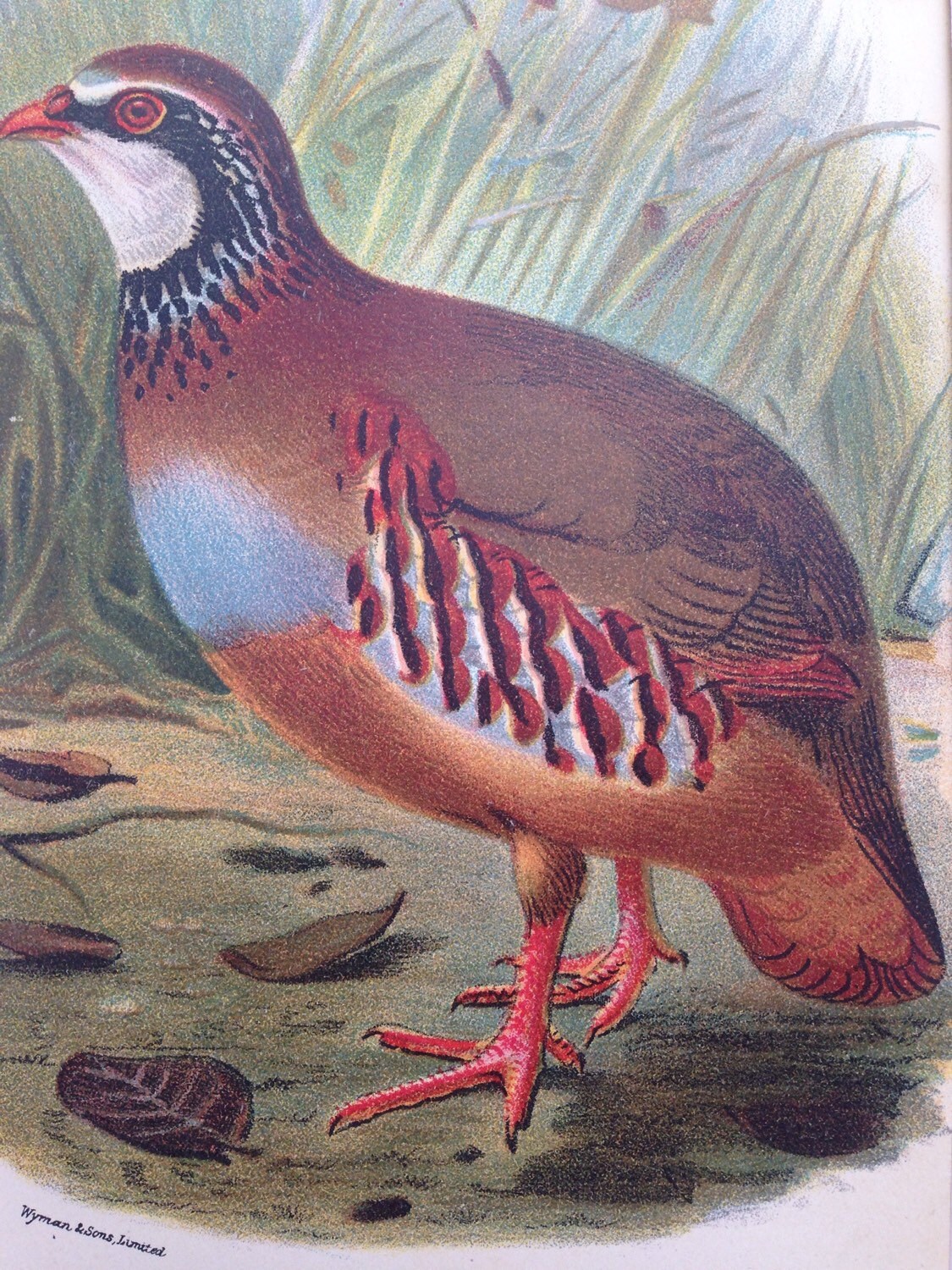 1896 Spanish Red-Legged partridge Original Antique Lithograph - Game ...