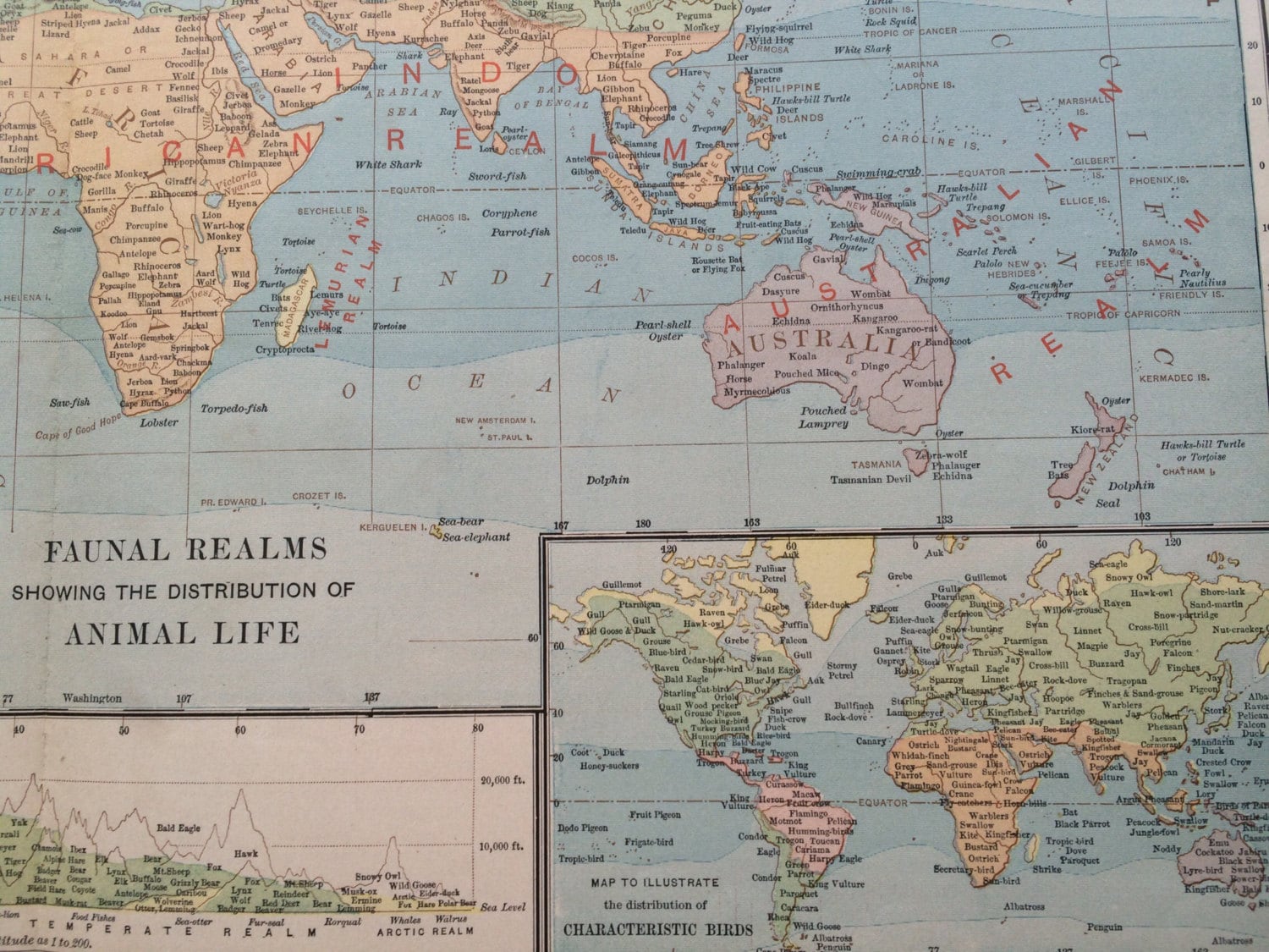 1887 FAUNAL REALMS Original Antique World Map, 11.75 x 18 inches ...