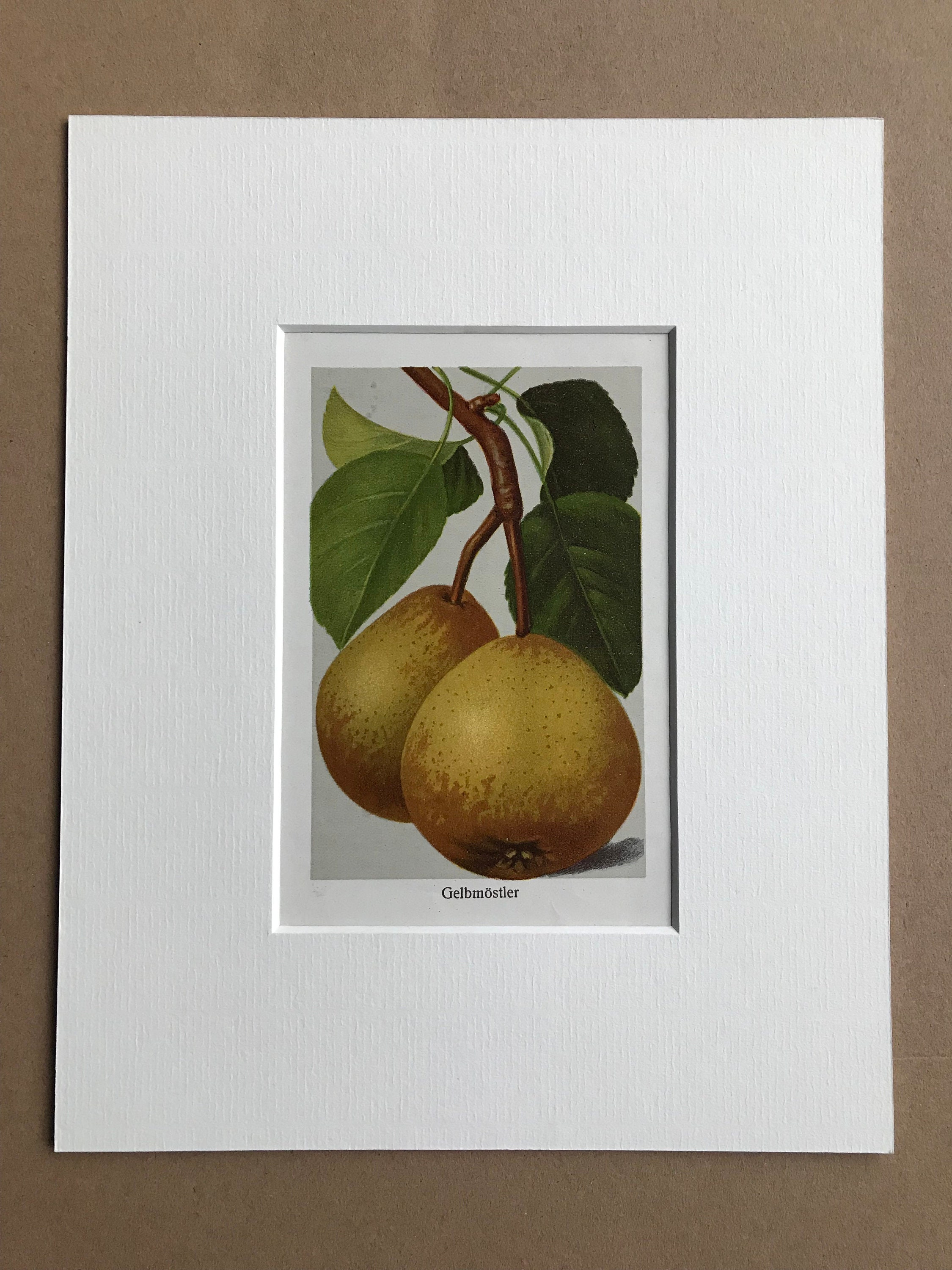 1927 Original Vintage Fruit Lithograph - Pear - Matted and Available ...