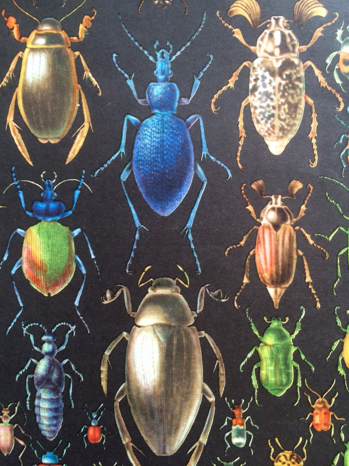 1968 Colourful Vintage Insect Print - Beetle - Ant - Entomology ...