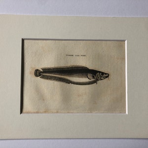 1812 Torsk Cod Fish Original Antique Engraving Ichthyology Fish Art ...