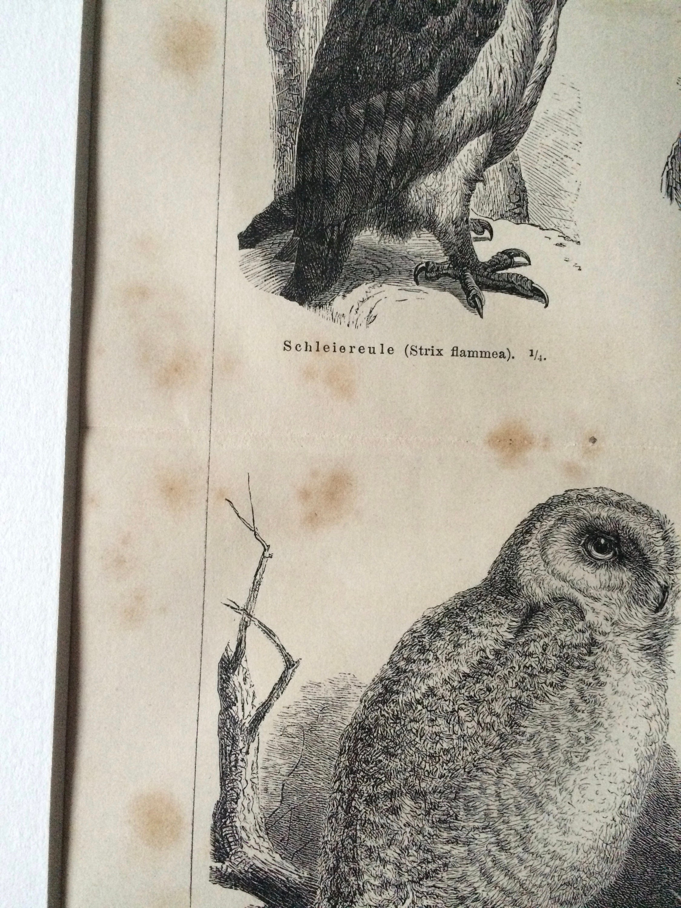 1875 Owls Large Original Antique print - Available Mounted and Matted ...