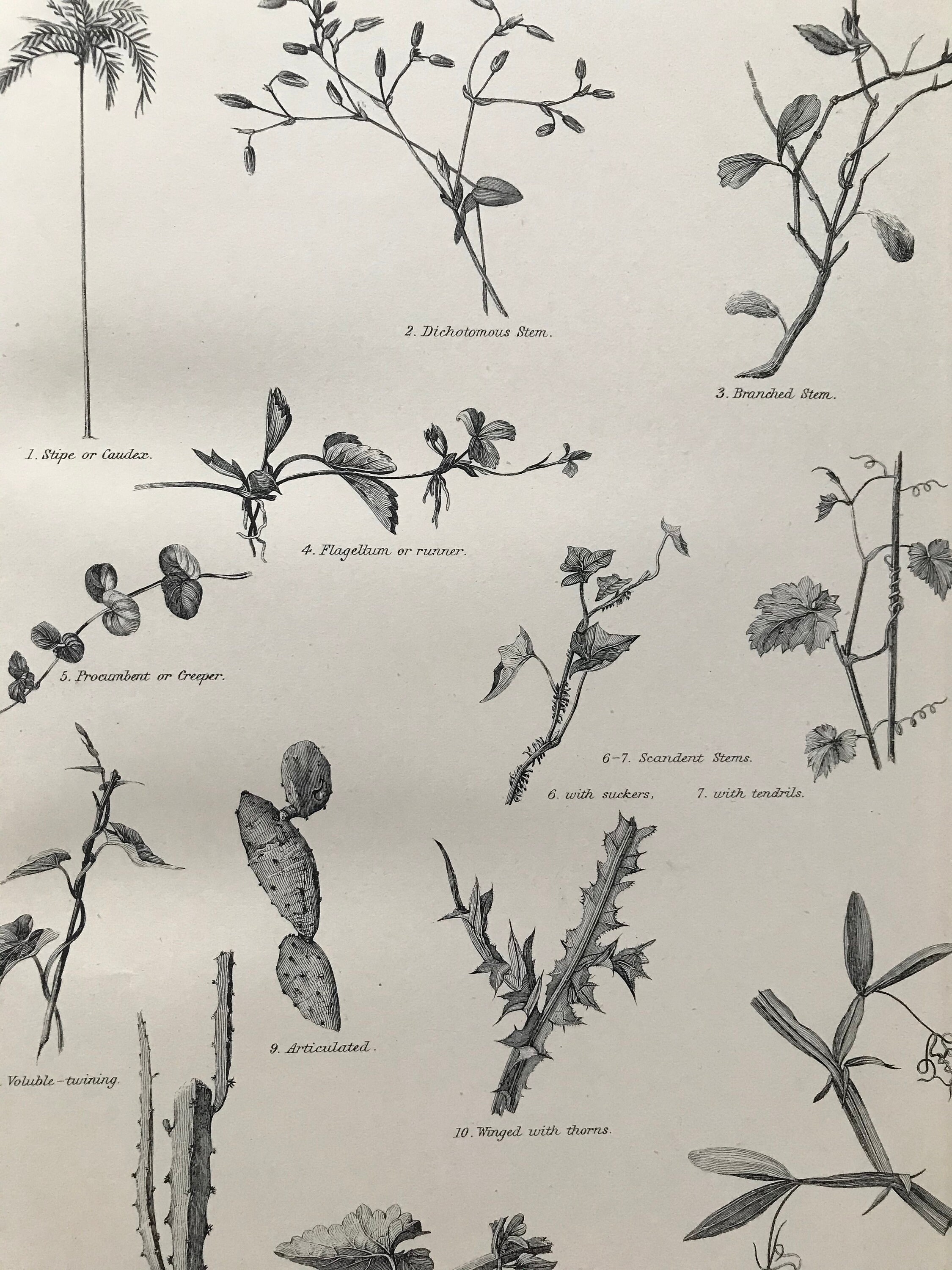Procumbent Stem Examples