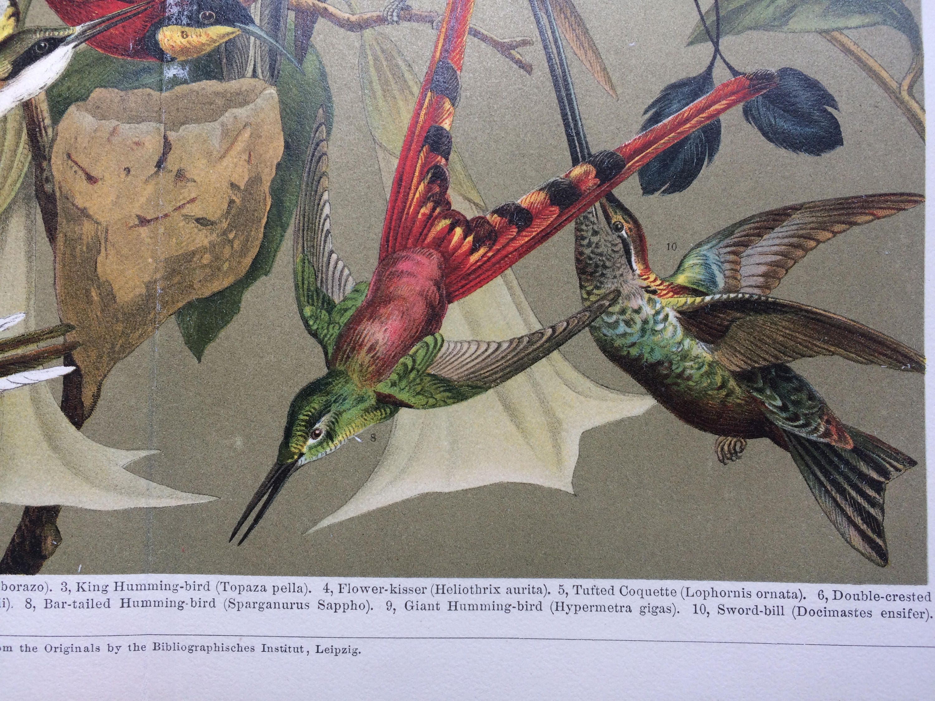1904 Hummingbirds Original Antique Print - 10 x 12 inches - Ornithology ...