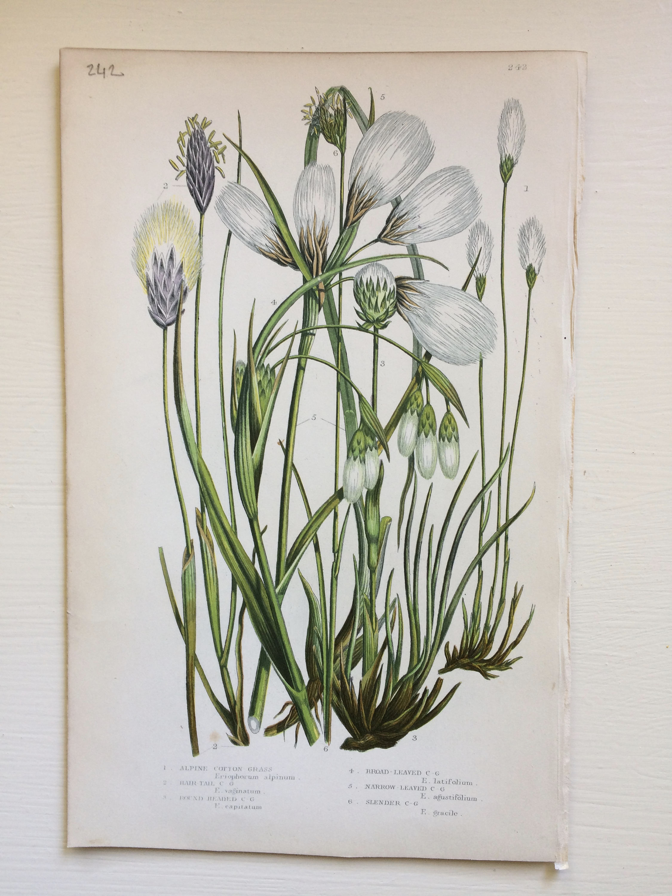 1858 GRASS original antique lithograph - grasses and sedges - Botanical ...