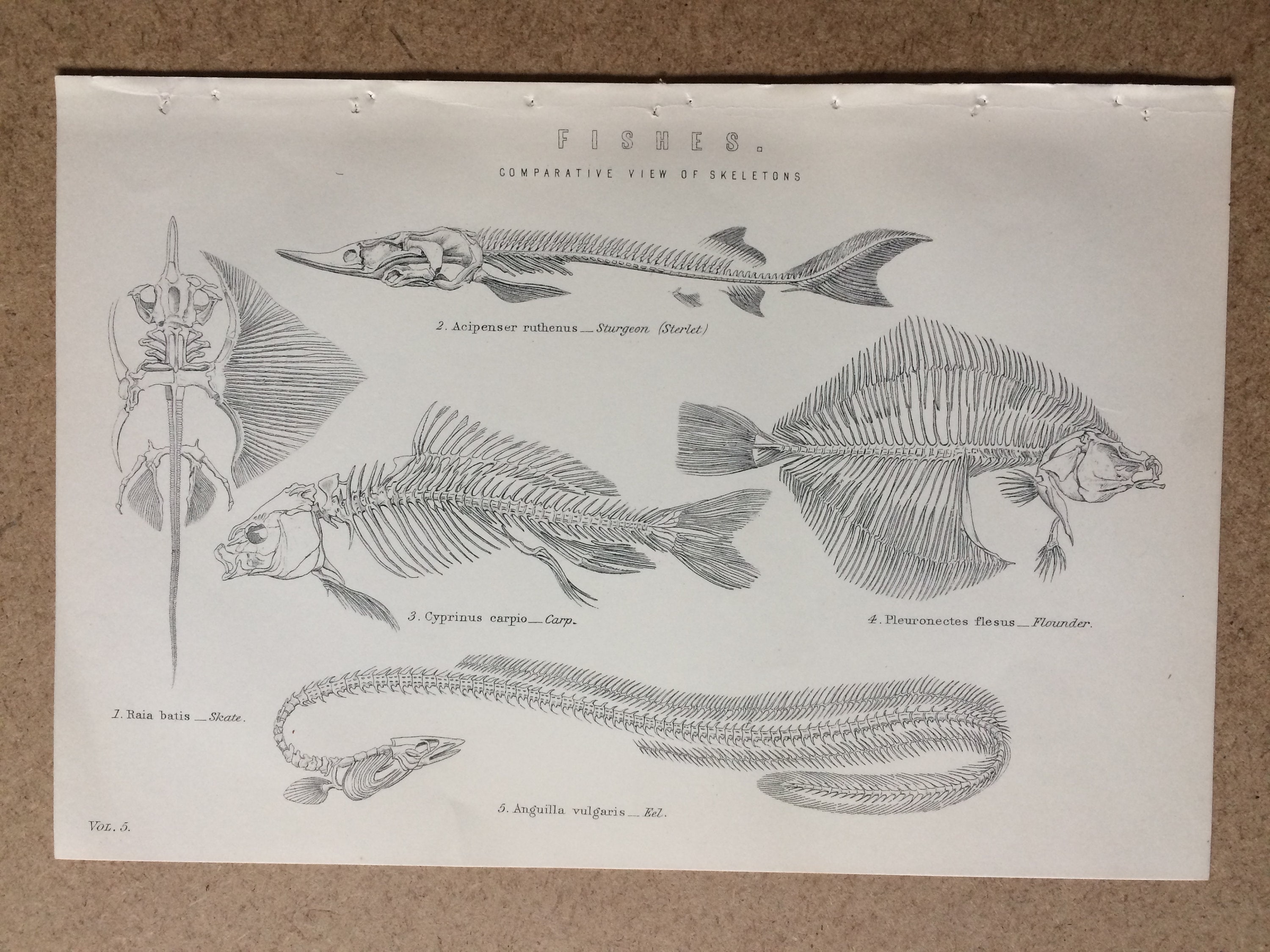 1891 FISH SKELETONS (Comparative View) Original Antique Steel Engraving ...