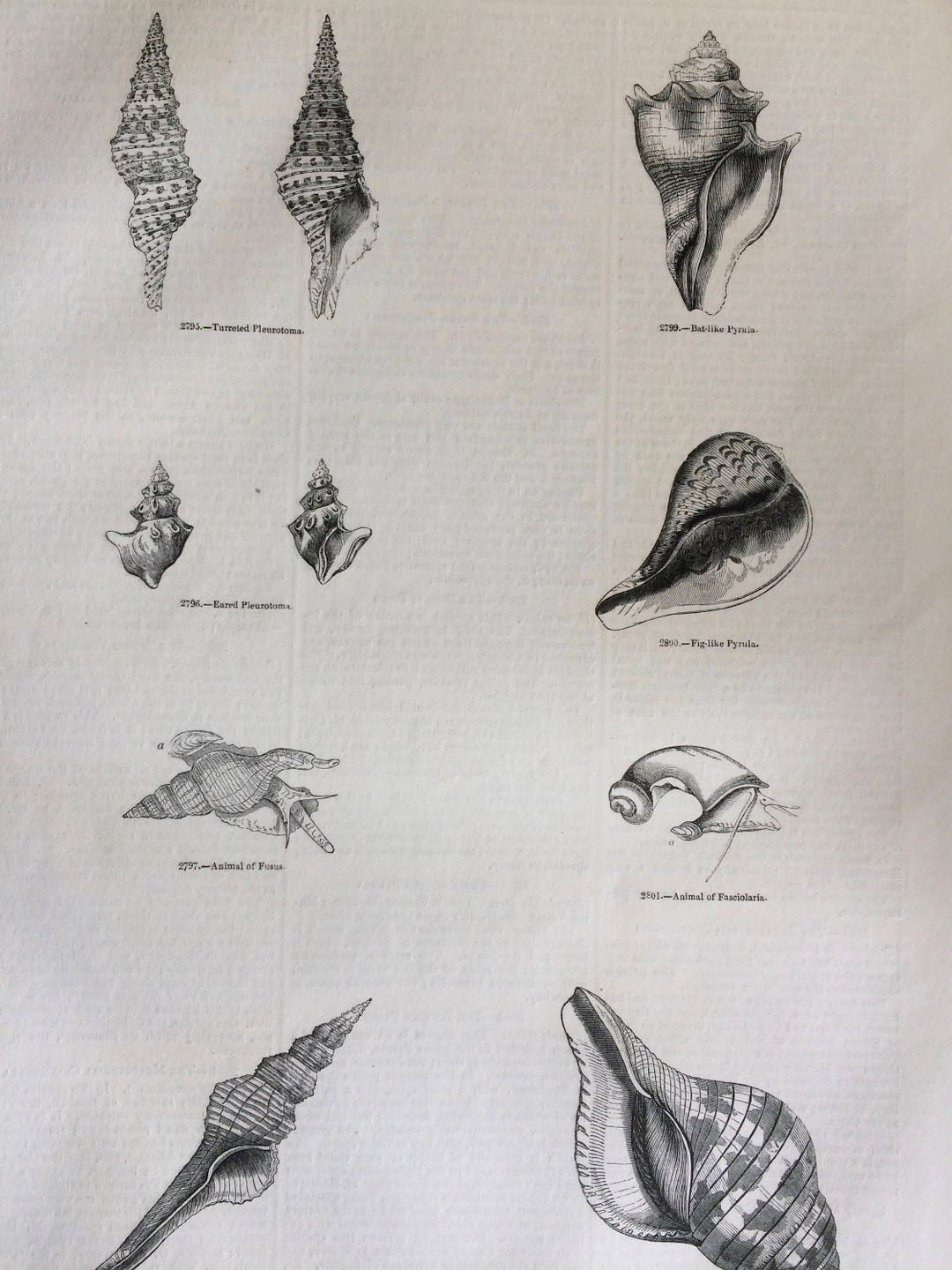 1856 Large Original Antique Sea Shell Engraving Shellfish Conchology ...