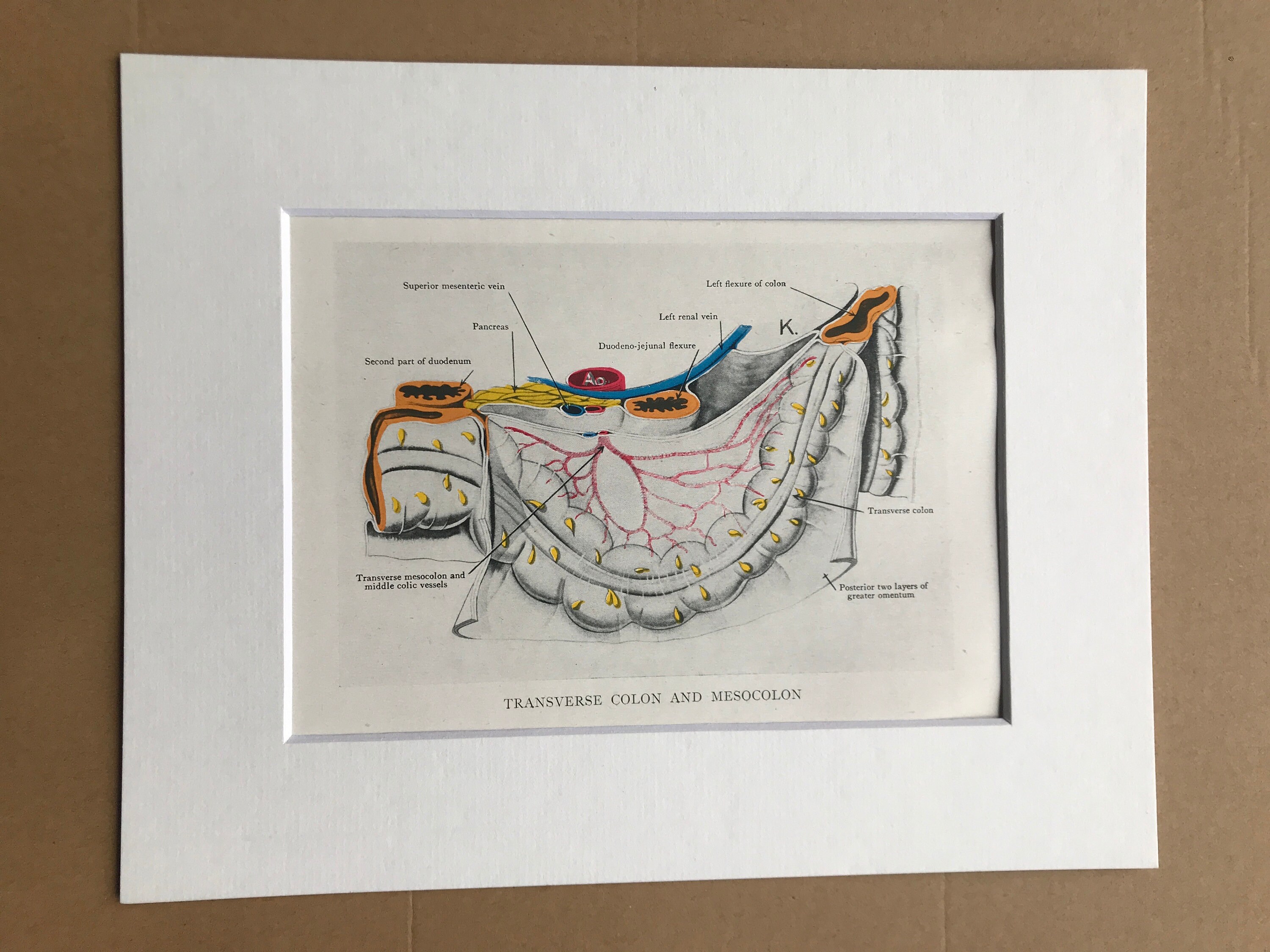 Mesocolon