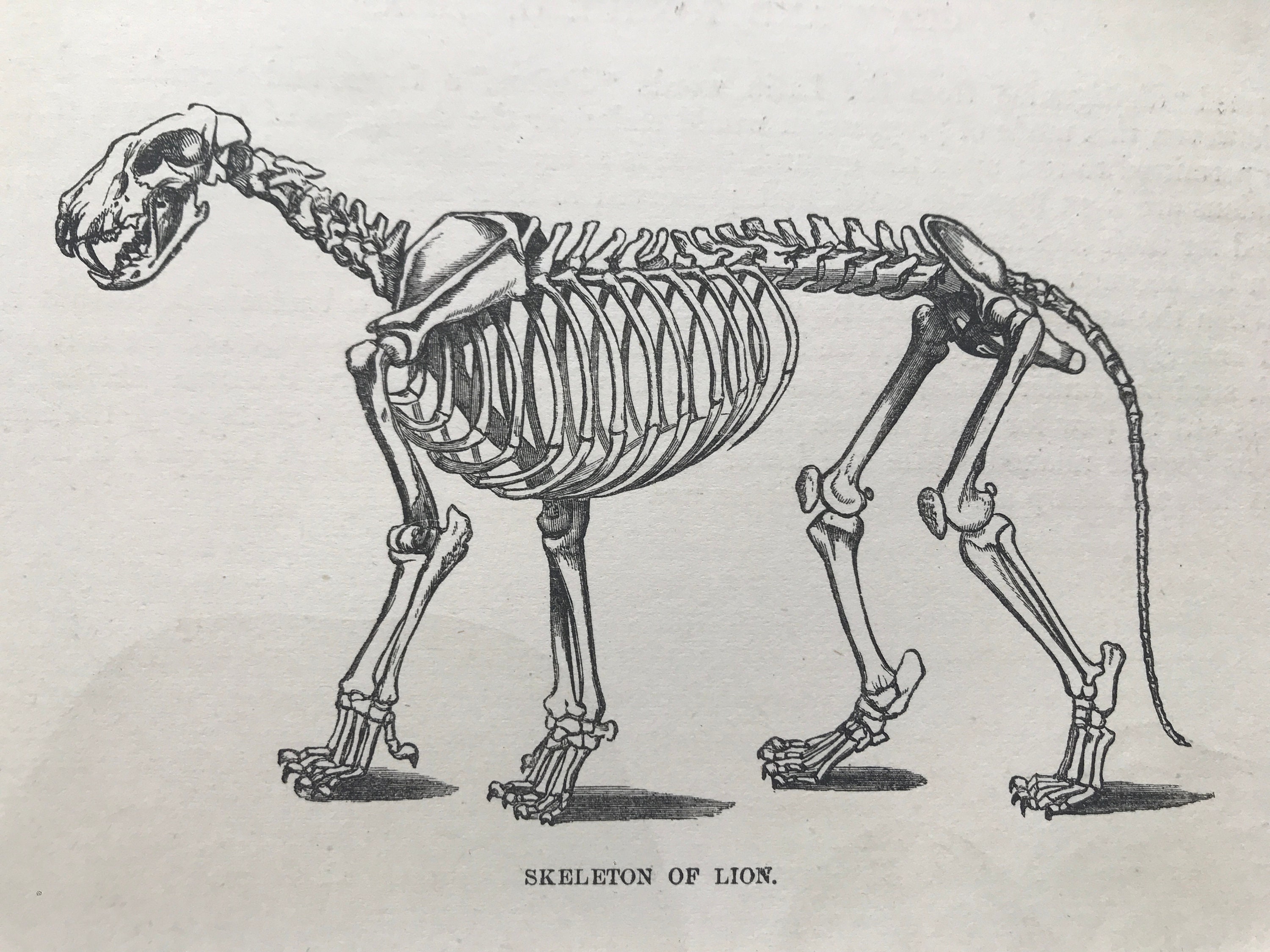 Lion Skeleton
