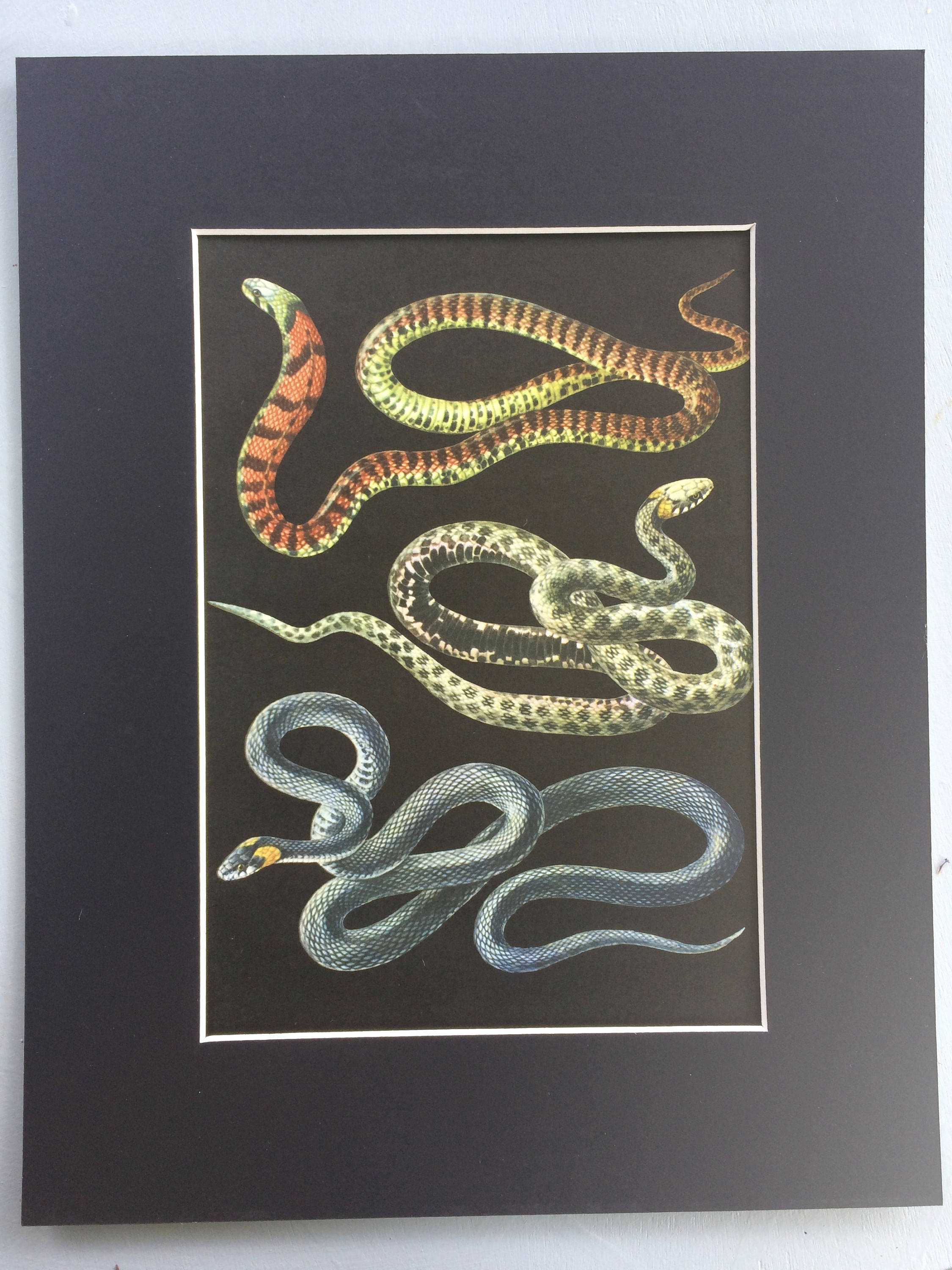 1968 Colourful Vintage Snake Print - Reptile - matted and ready to ...