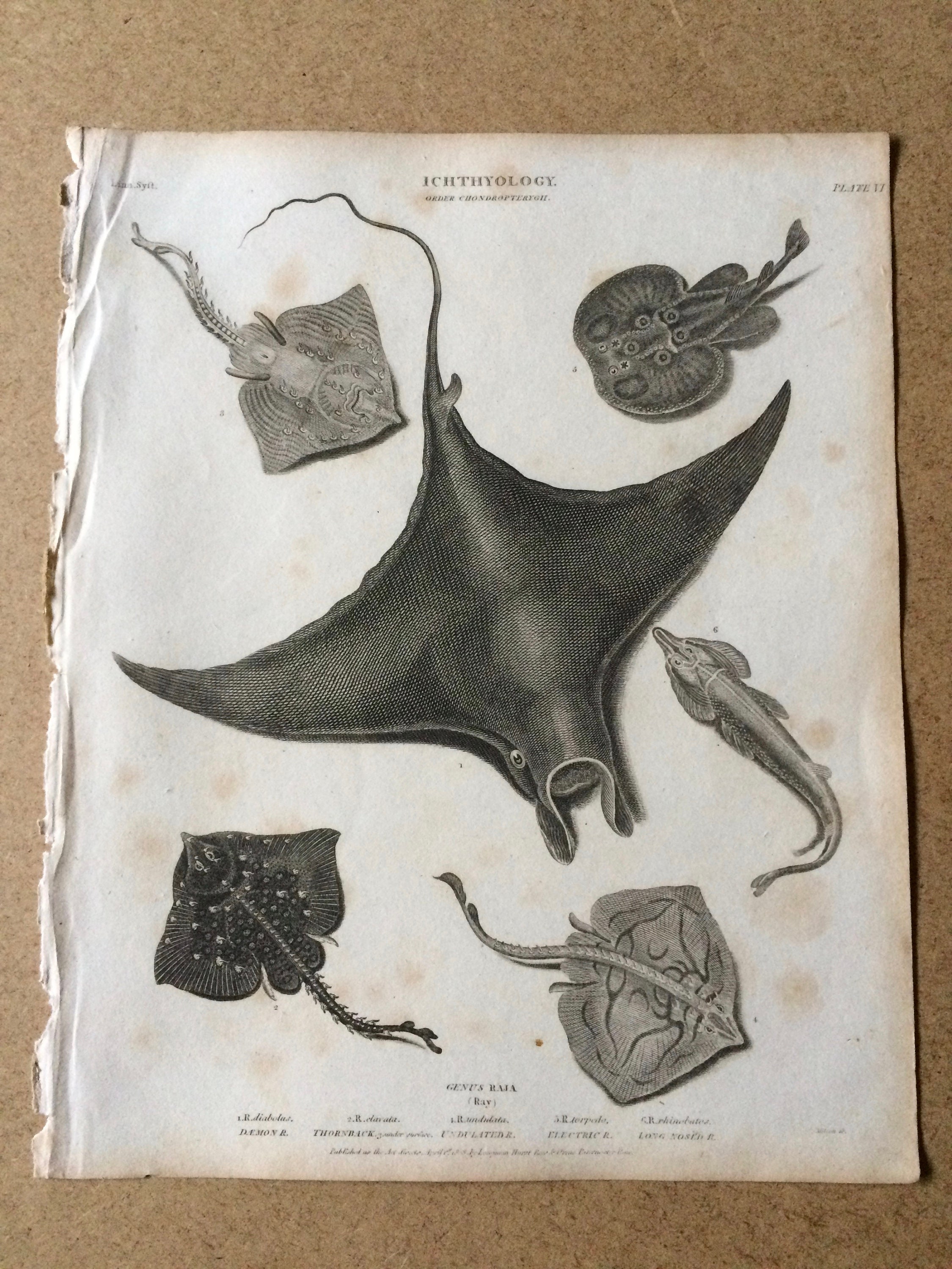 1819 Ray Varieties Original Antique Engraving - Available Mounted and ...