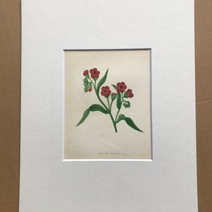 1852 Original Antique Hand-coloured Anne Pratt Botanical Illustration ...