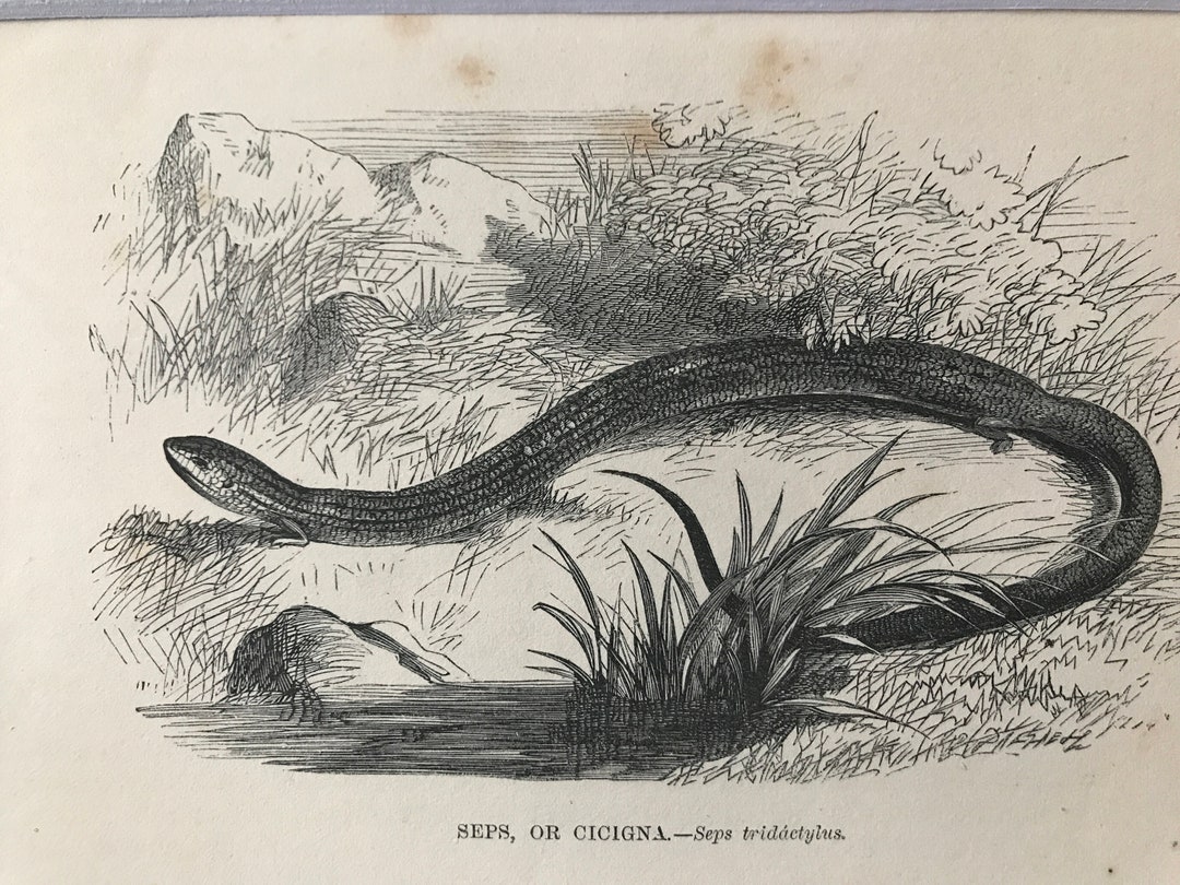 1863 Seps or Cicigna Original Antique Print - Lizard - Reptile ...
