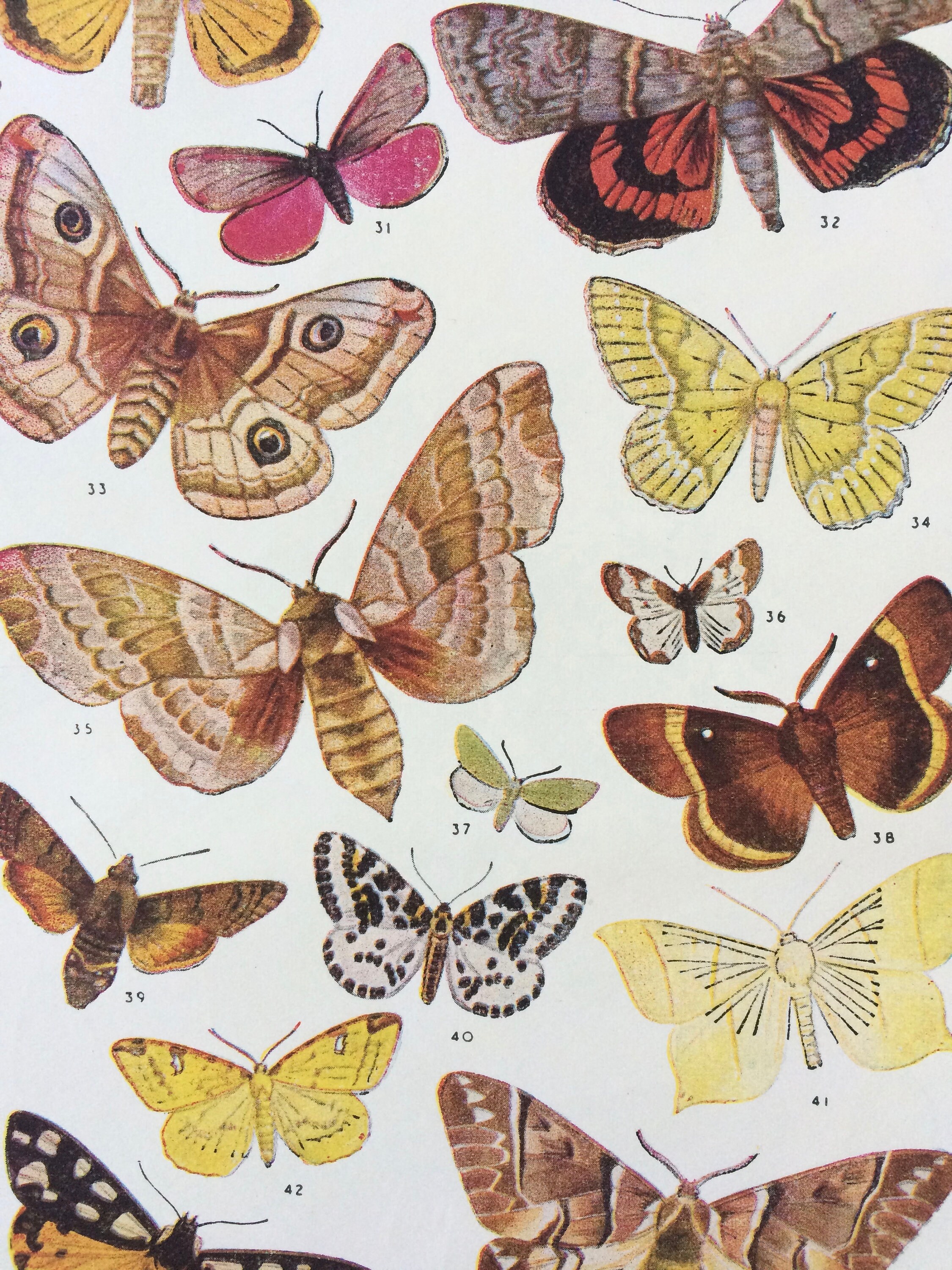 1940s British Moths Original Vintage Print - Mounted and Matted ...