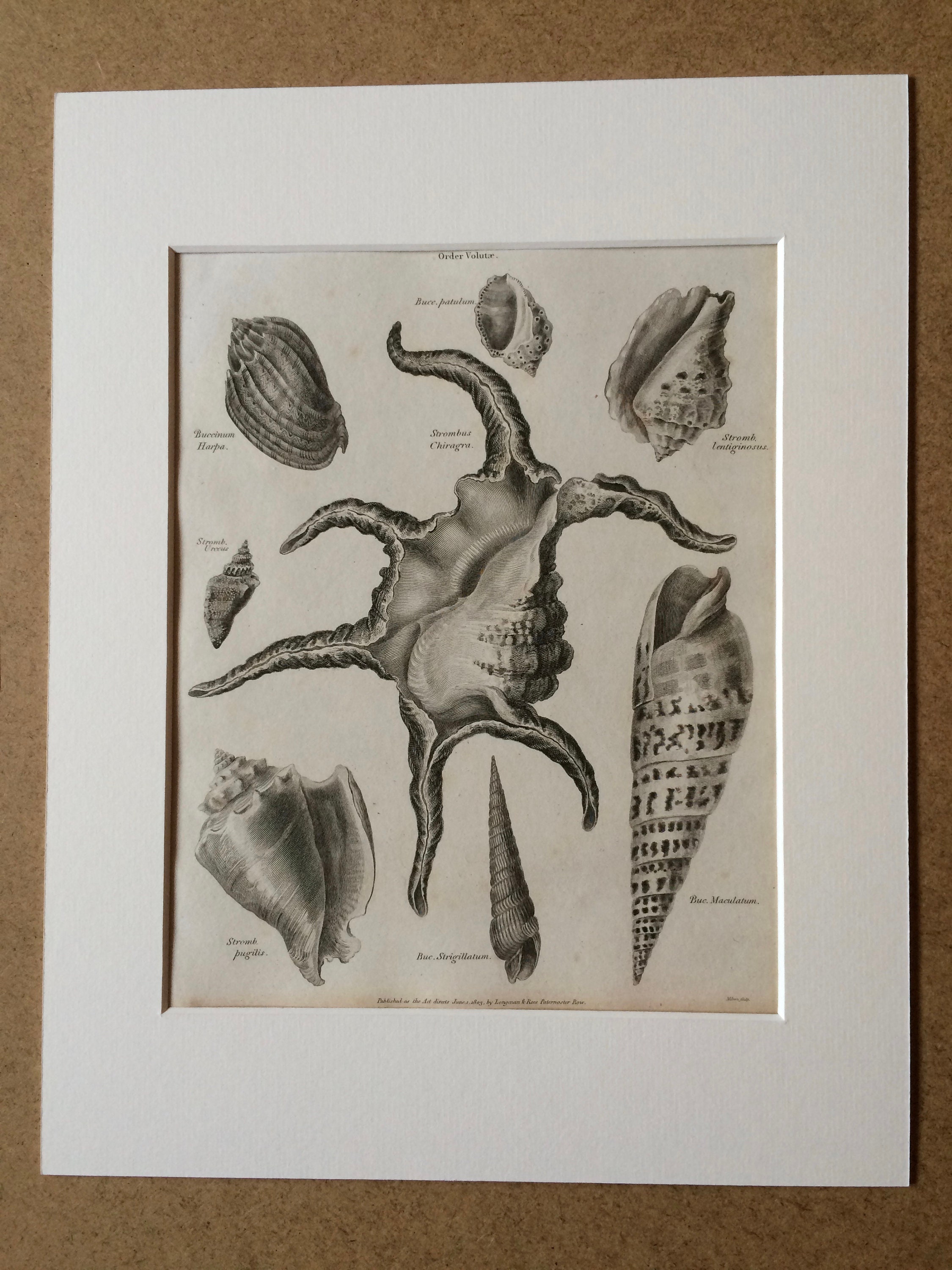 1819 Original Antique Engraving - Seashell - Shell - Conchology ...