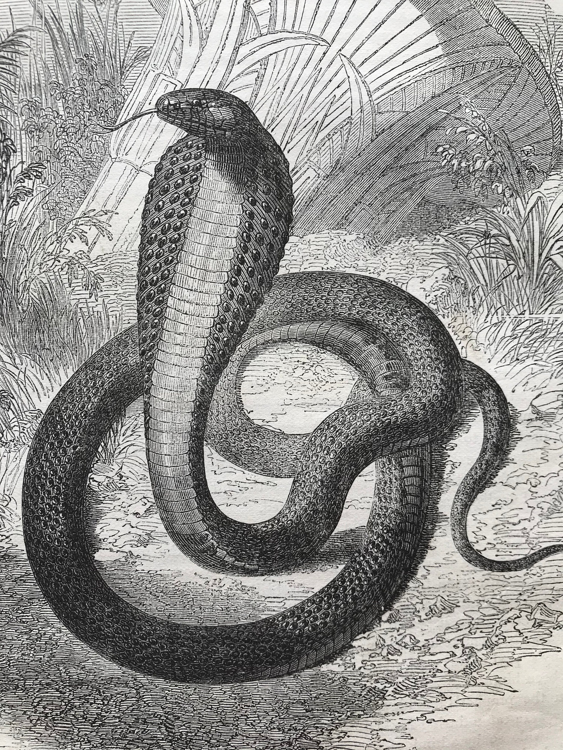Egyptian Cobra Art