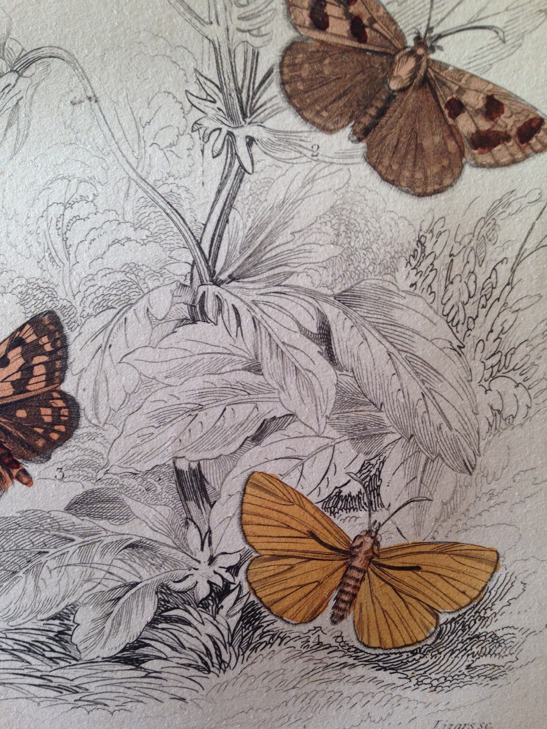 1860 Butterfly Original Antique Hand Coloured Matted Engraving ...