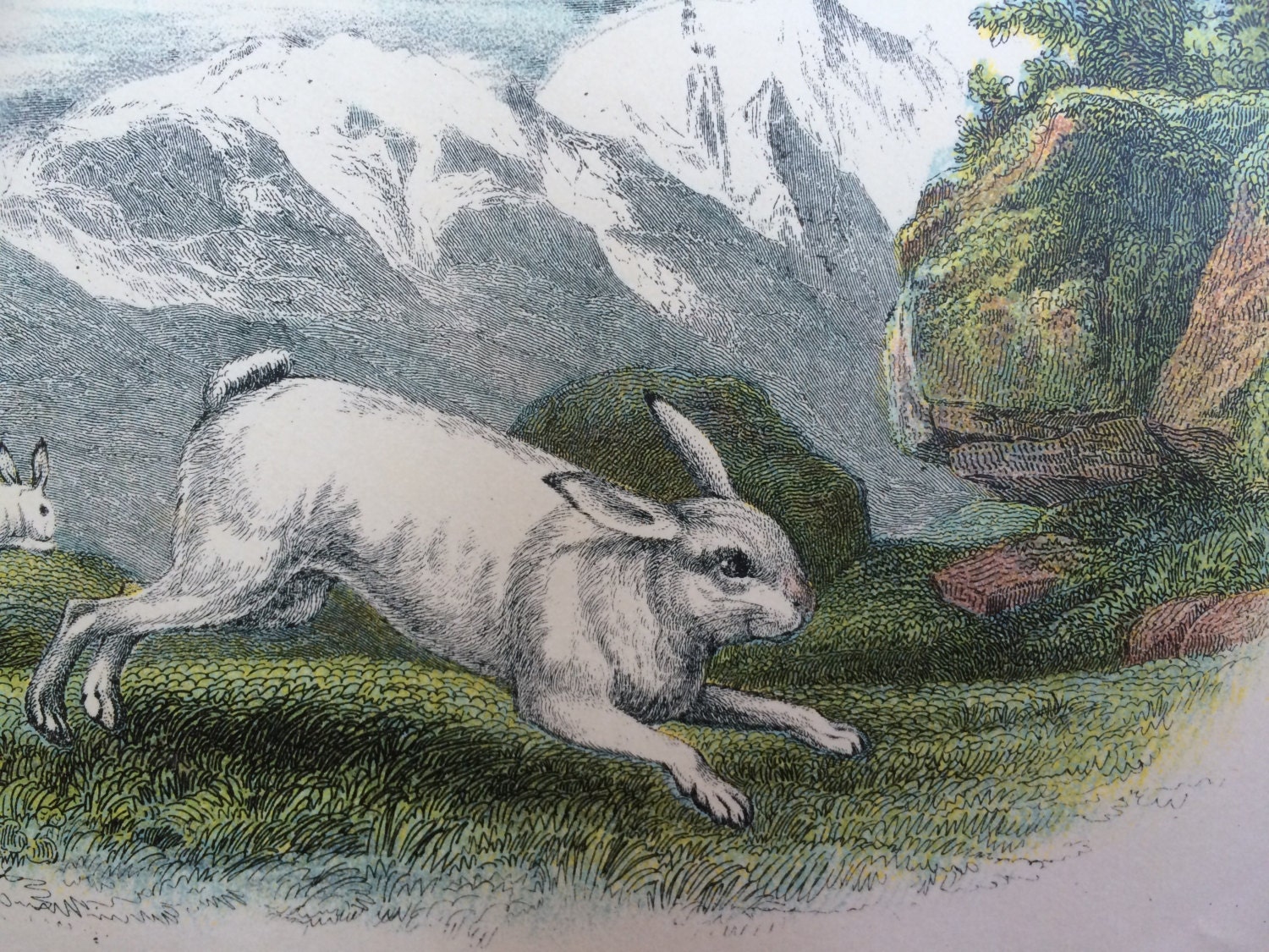 1896 Mountain Hare Antique Print, Mounted, Matted & Ready to Frame