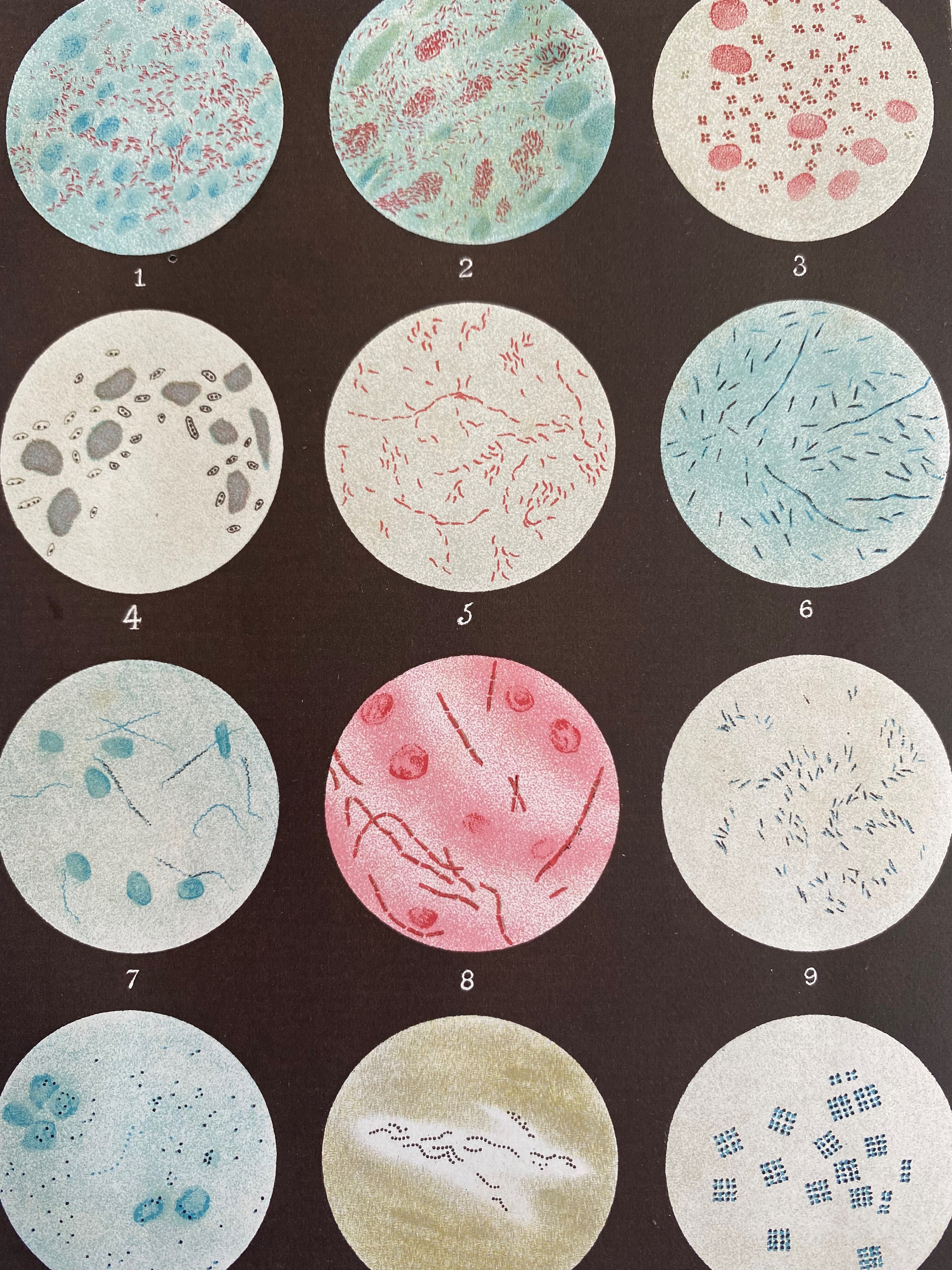 1900 Bacteria Original Antique Print - Science - Scientific Decor ...
