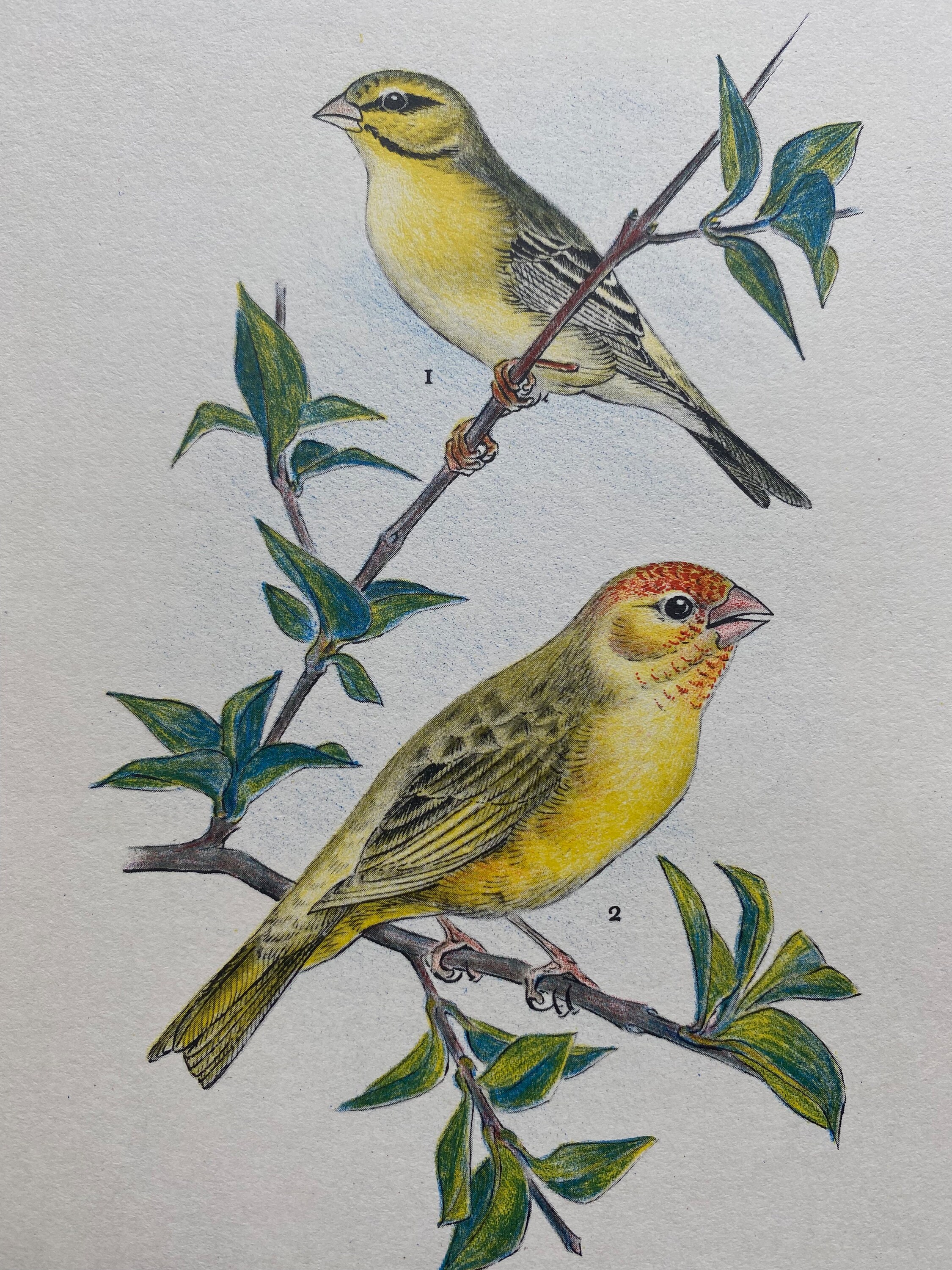 1956 Green Singing Finch And Saffron Finch Original Vintage Print Ornithology Bird Art 1956-green-singing-finch-and-saffron-finch-original-vintage-print-ornithology-bird-art