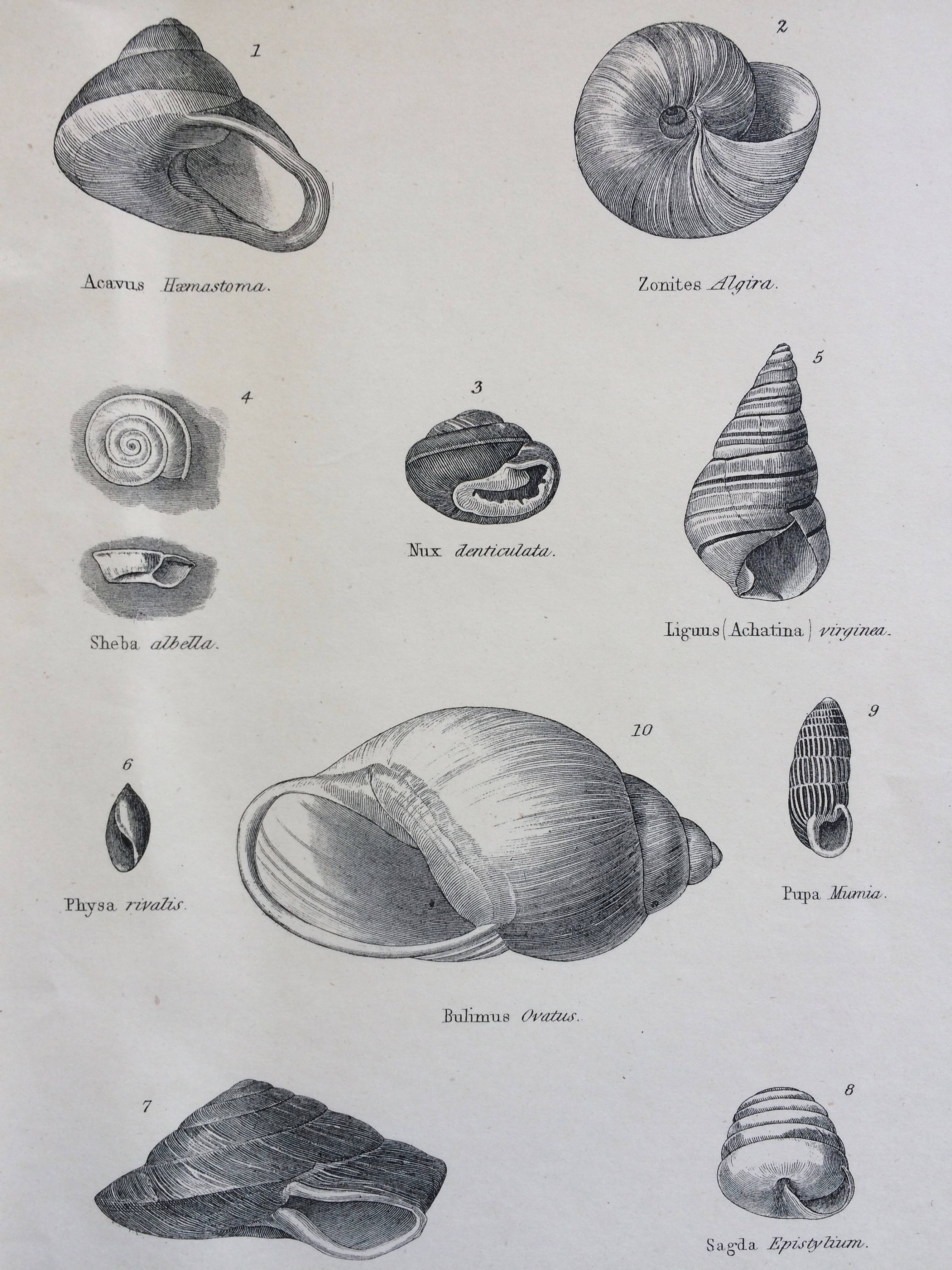 Snail Shell Illustration