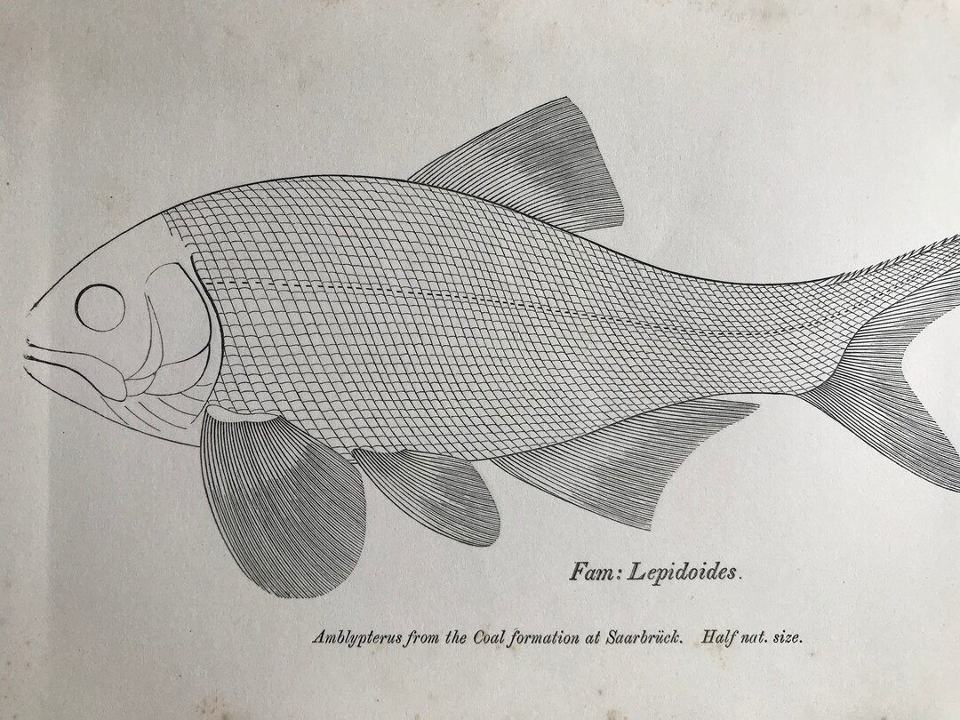 1858 Amblypterus From the Coal Formation at Saarbruck Lepidoides ...