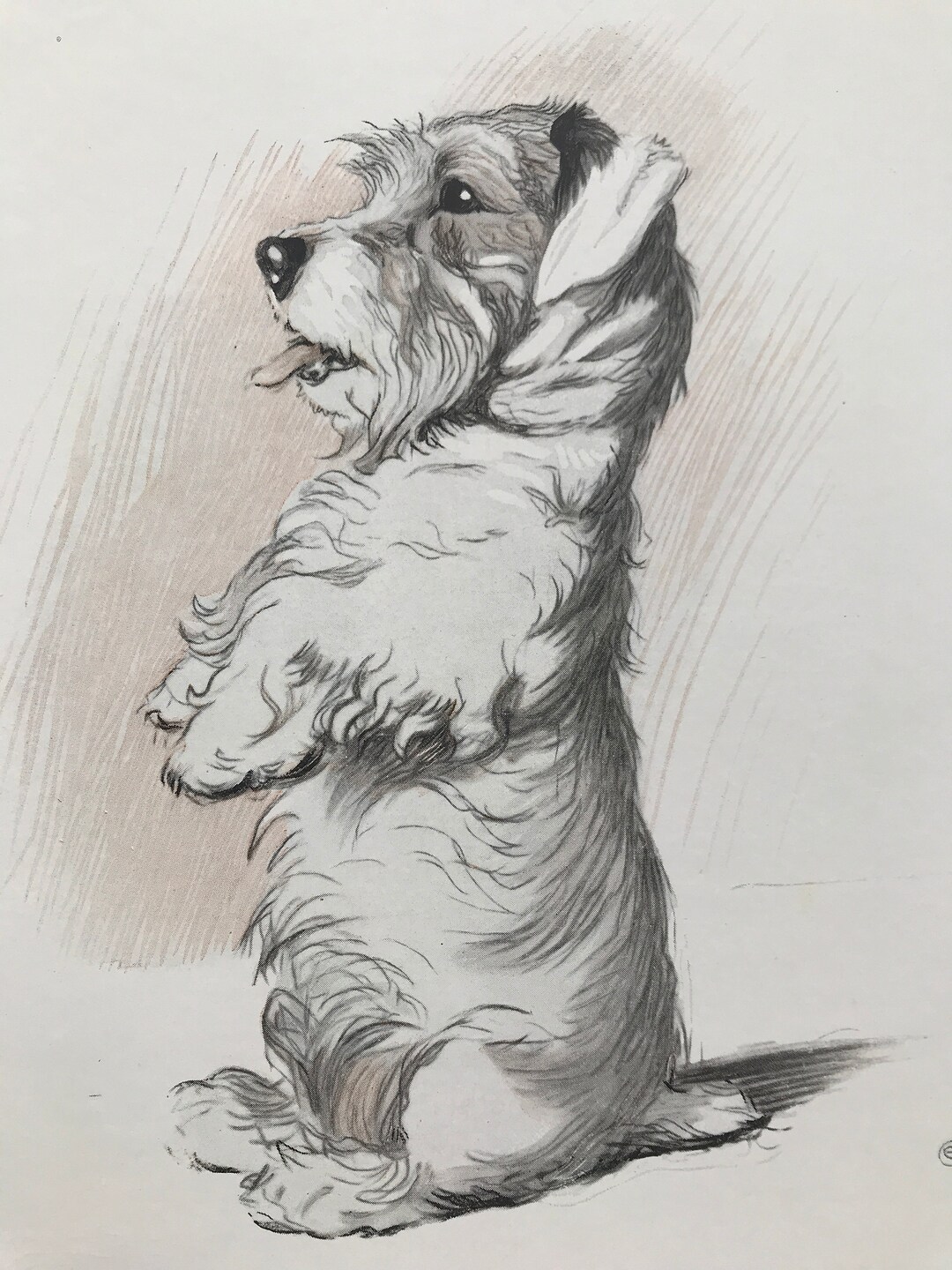 1930 Dandy Dinmont Puppy Original Vintage Print - Cecil Aldin ...