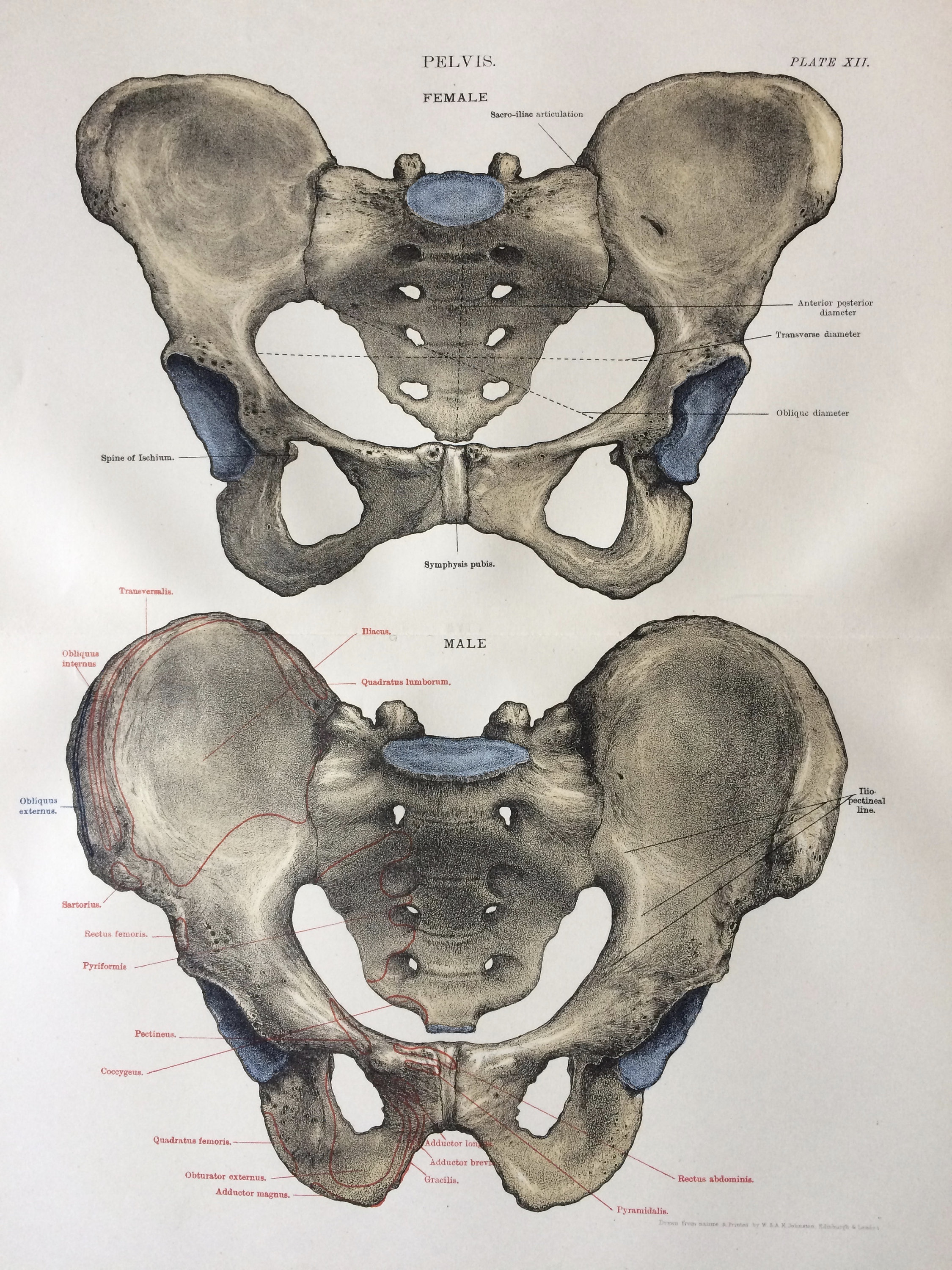 1920 Large Original Vintage Anatomical Illustration - Male and Female ...