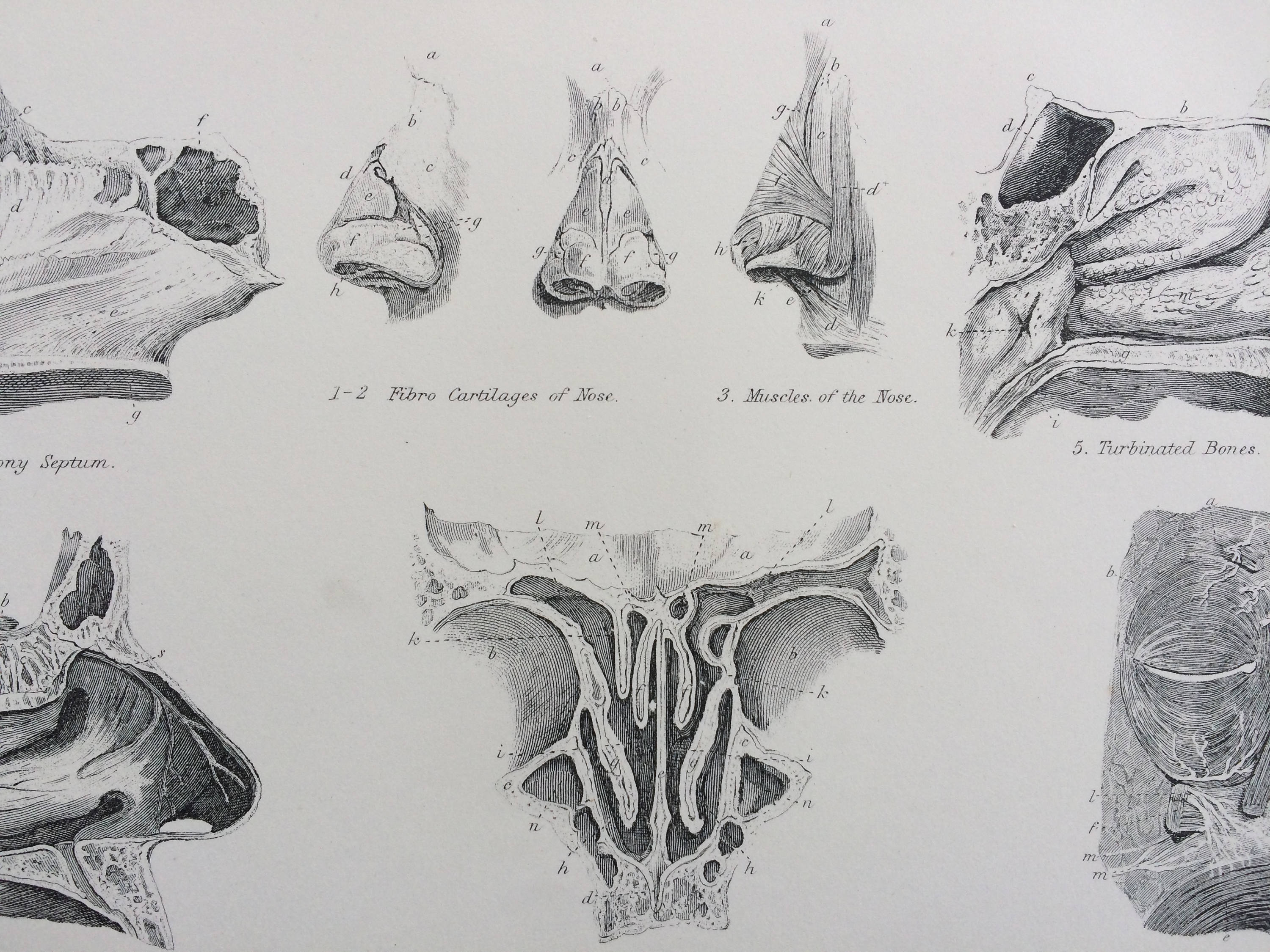 1891 Nose Original Antique Encyclopaedia Illustration - wall decor ...