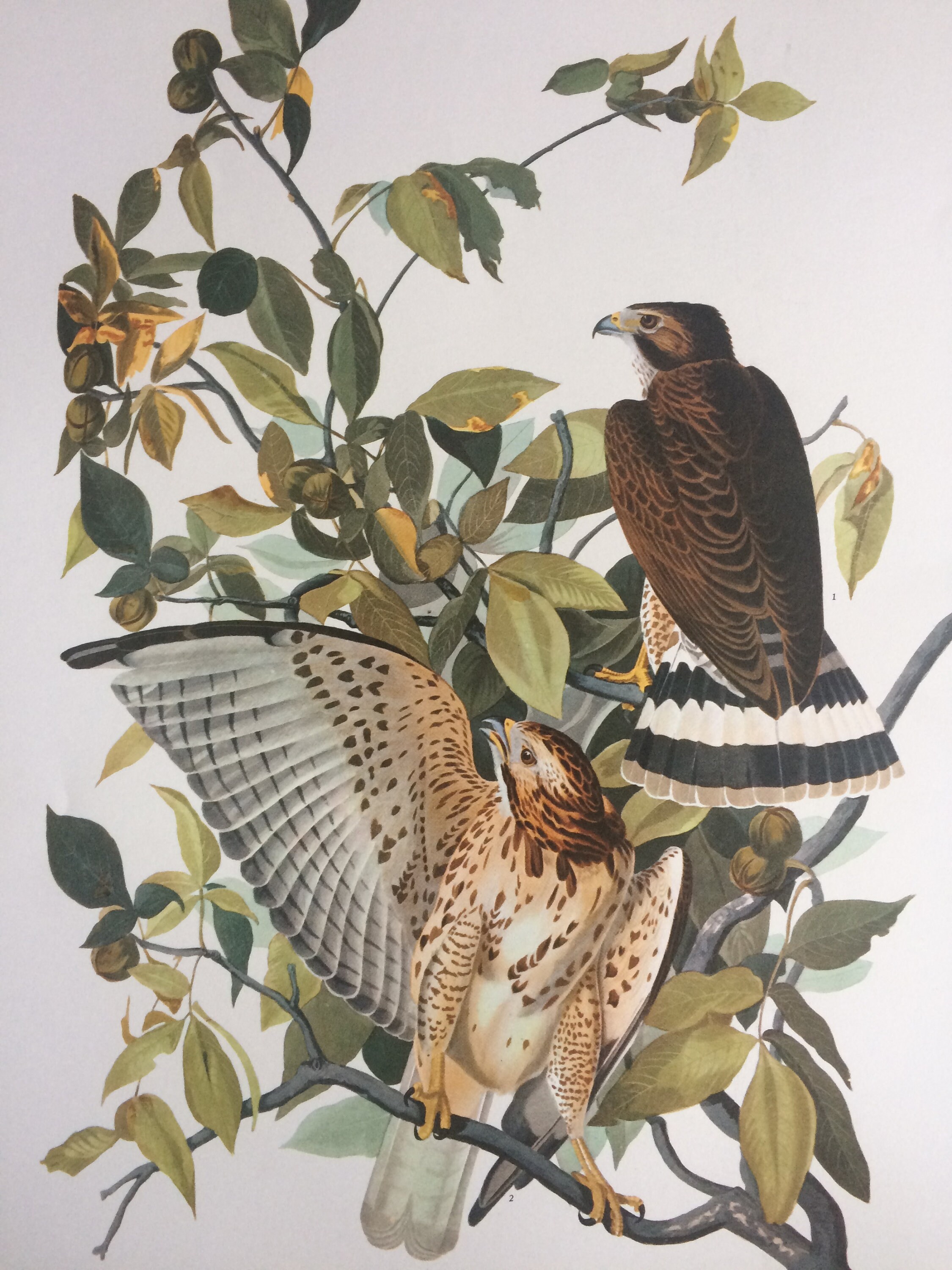 BROAD-WINGED HAWK Large Original Vintage 1964 Audubon Print, 14 x 17 ...