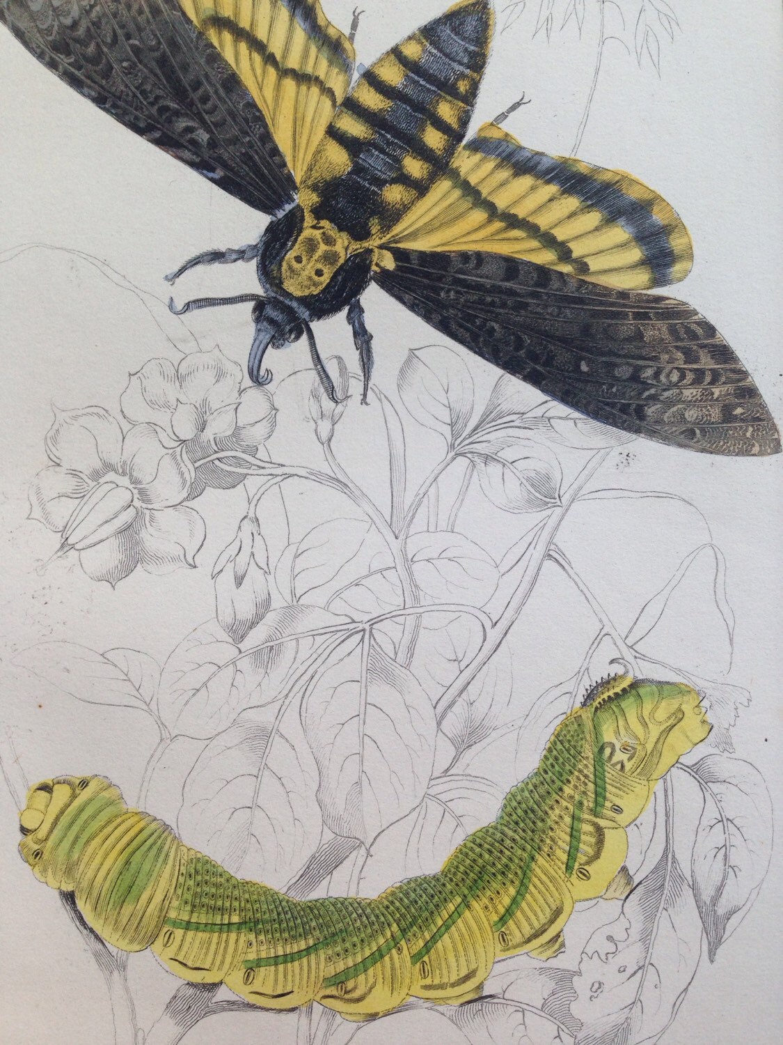 1860 DEATHS HEAD HAWK moth print, colour, original, vintage, entomology ...