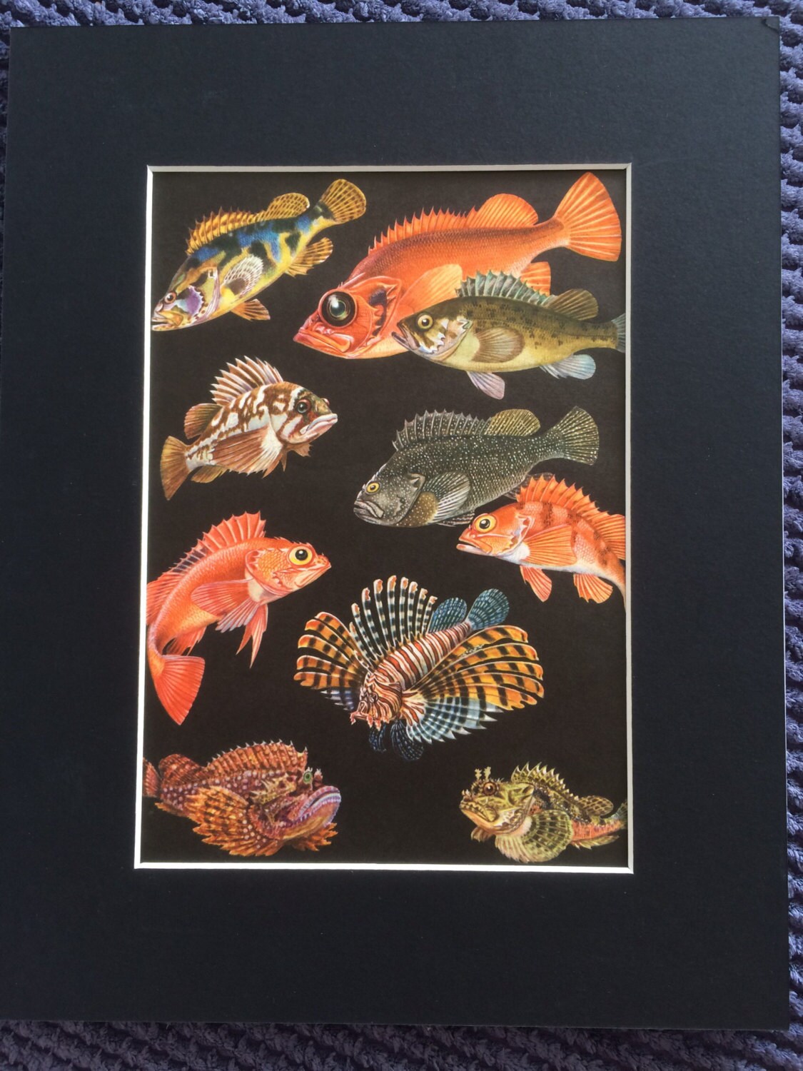 1968 Colourful Vintage Fish Print - Tropical Fish - matted and ready to ...