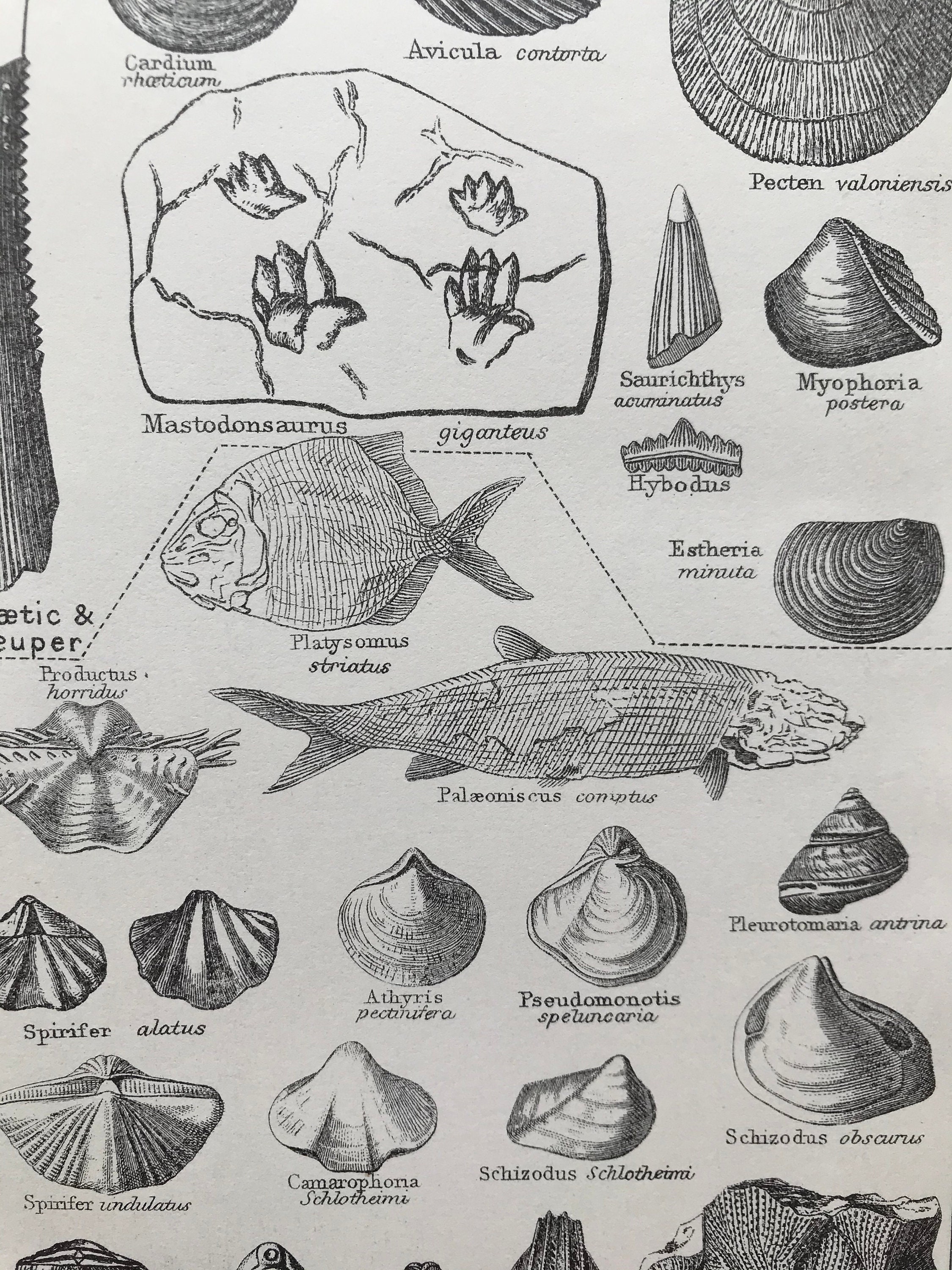 1913 Triassic & Permian Fossils - Magnesian Limestone Original Antique ...