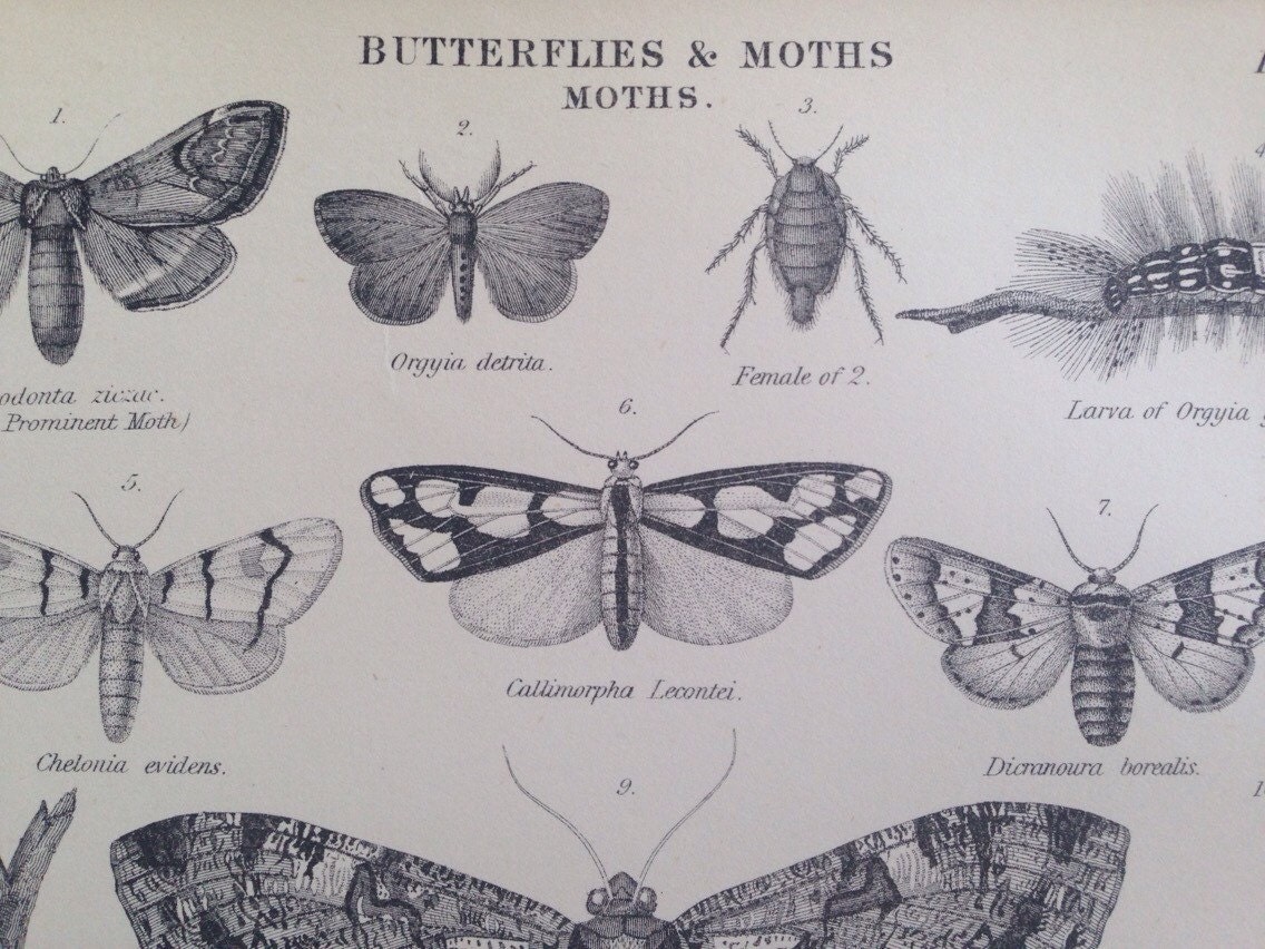 1875 Original Antique Moth Engraving - Insects - Entomology - wall ...