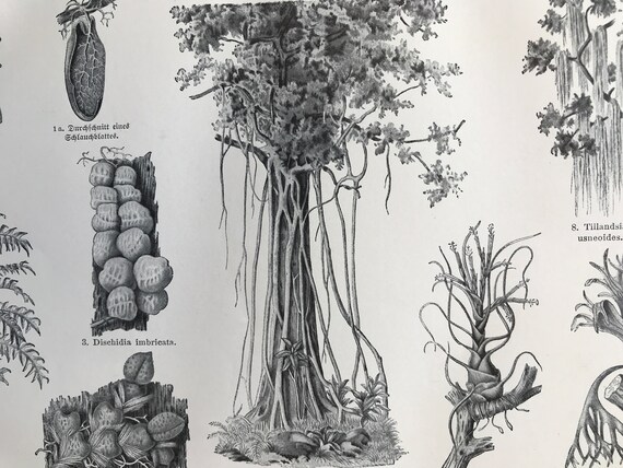 Epiphyte Plant Drawing