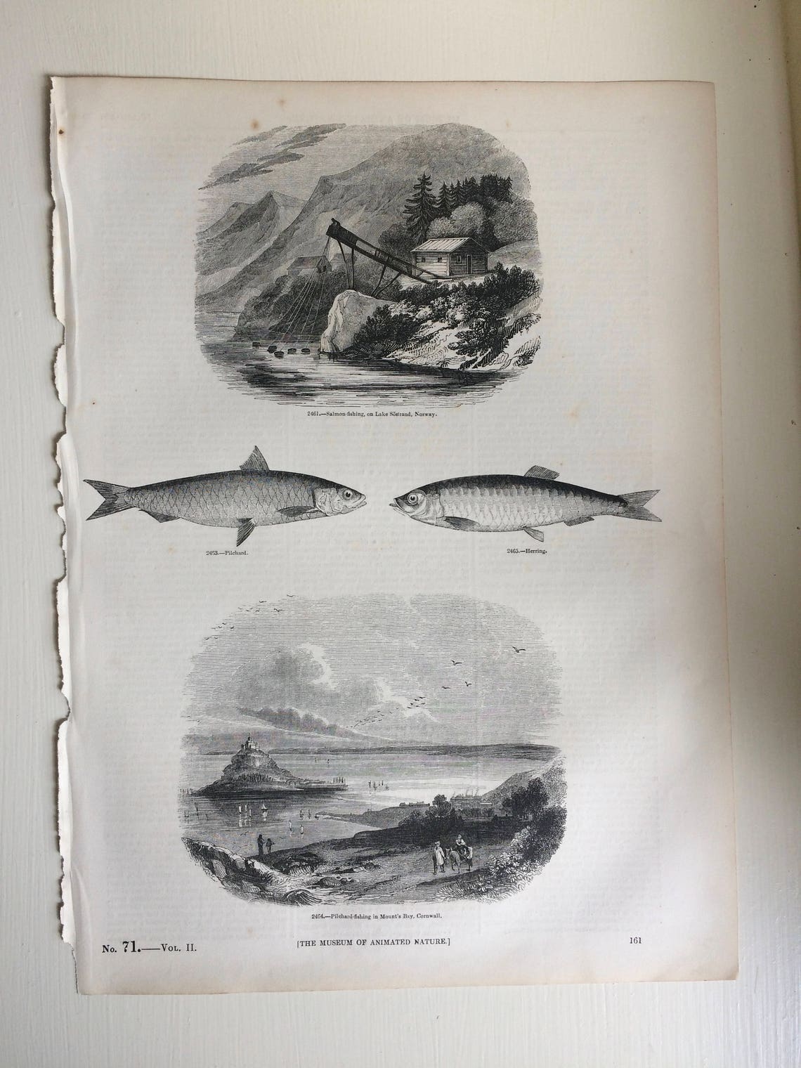 1856 Large Original Antique Fish Engraving Salmon Fishing - Etsy