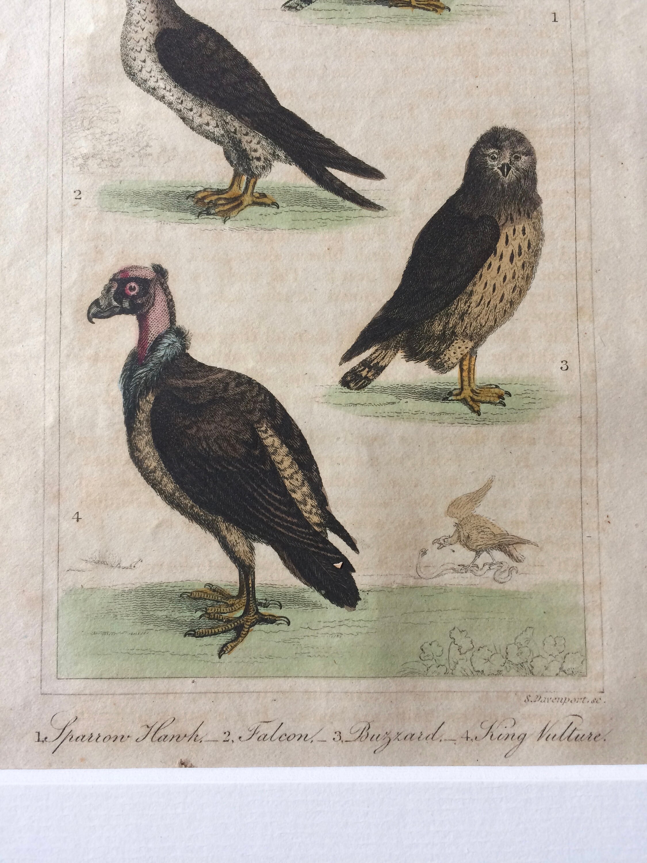 1821 Original Antique Hand-Coloured Engraving Sparrow Hawk | Etsy