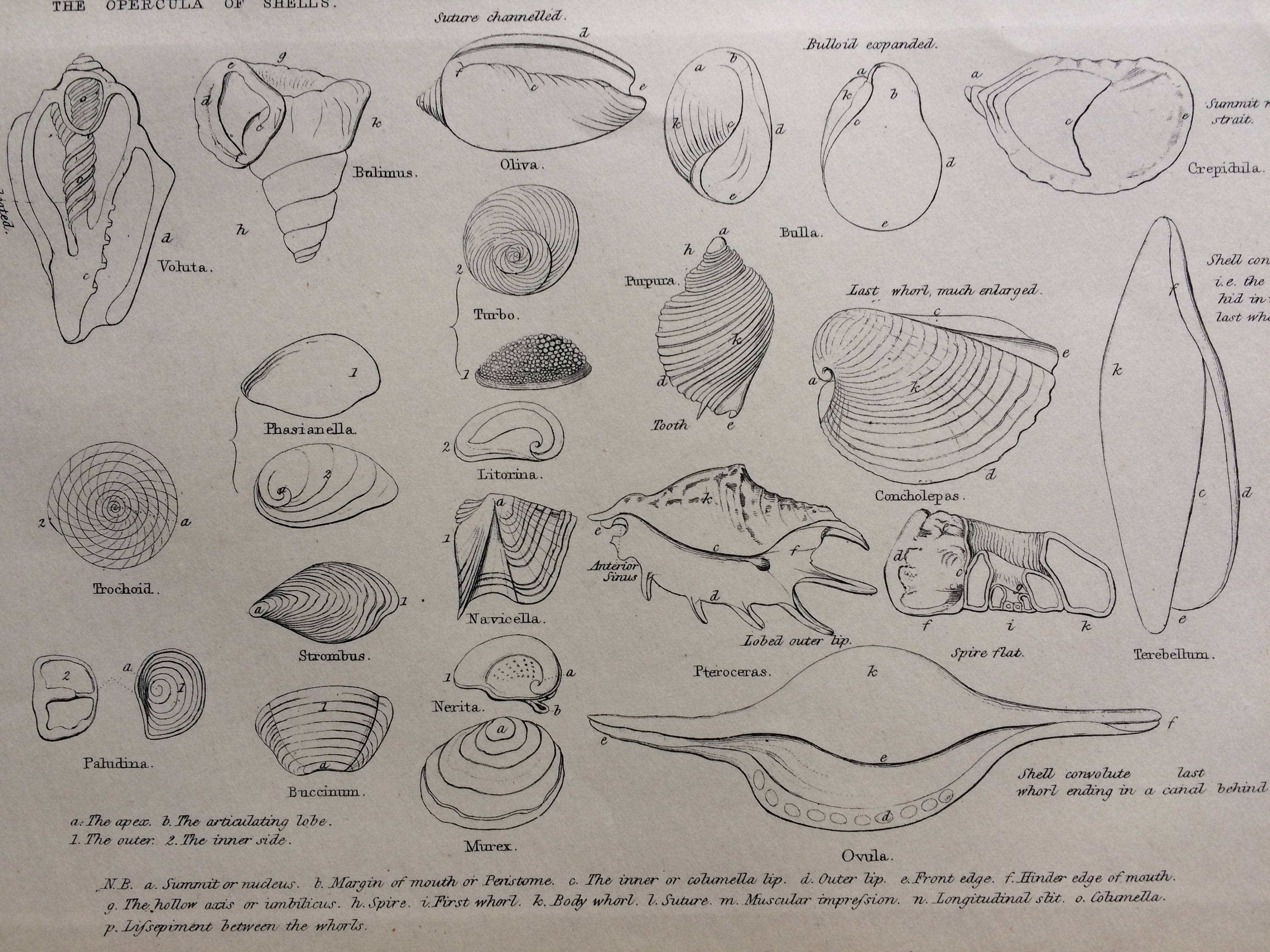 1880 Conchology Set of 4 Original Antique Steel Engravings - Wall Decor ...