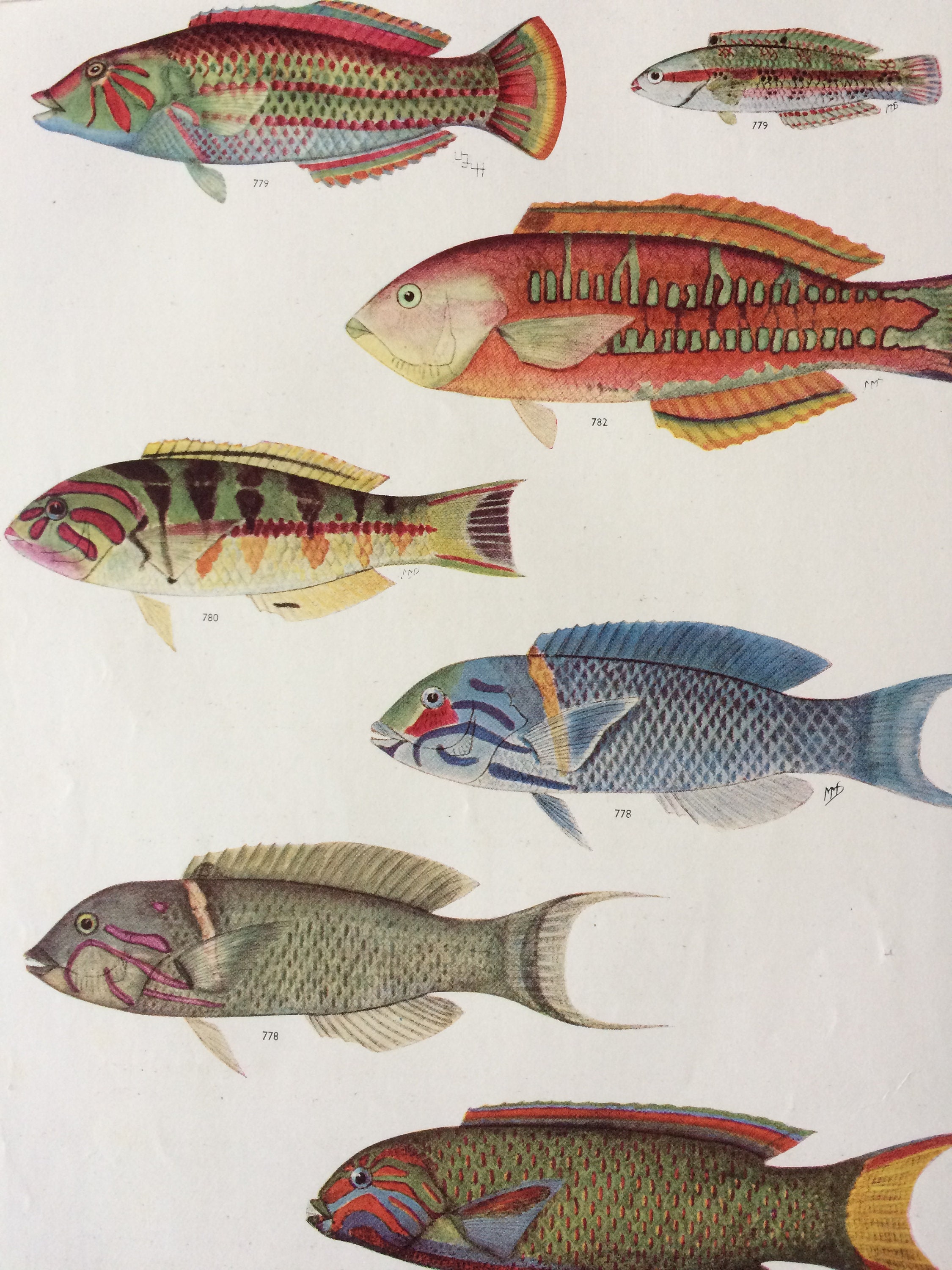 1950 Original Vintage Fish Print - Mounted and Matted - Available ...