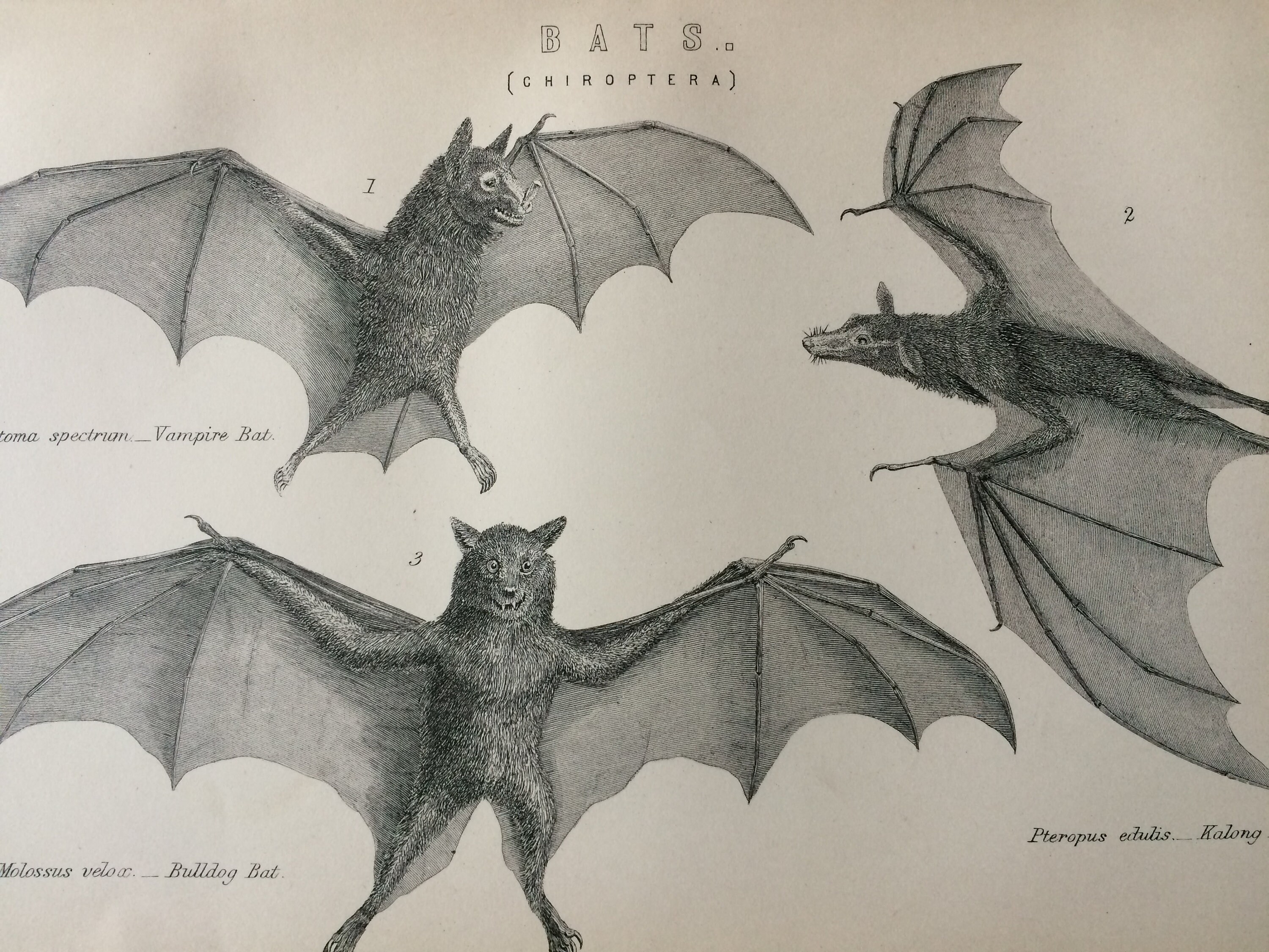 1891 Bats (Chiroptera) Original Antique Encyclopaedia Steel Engraving ...